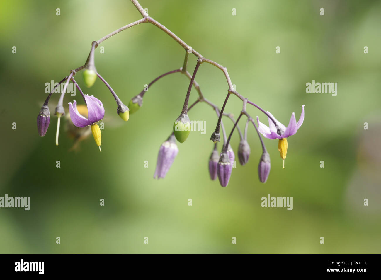 Dulcamara hi-res stock photography and images - Alamy