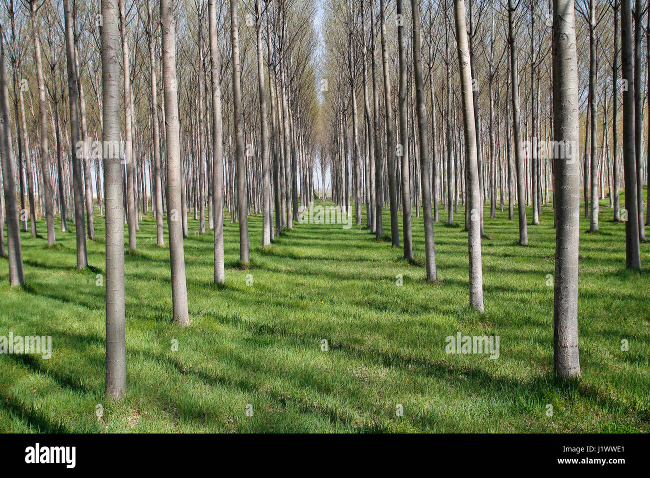 Trees in the forest, with many trunks Stock Photo - Alamy