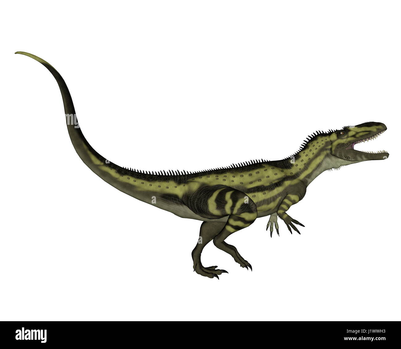 Torvosaurus dinosaurs roaring isolated in white - 3D render Stock Photo ...