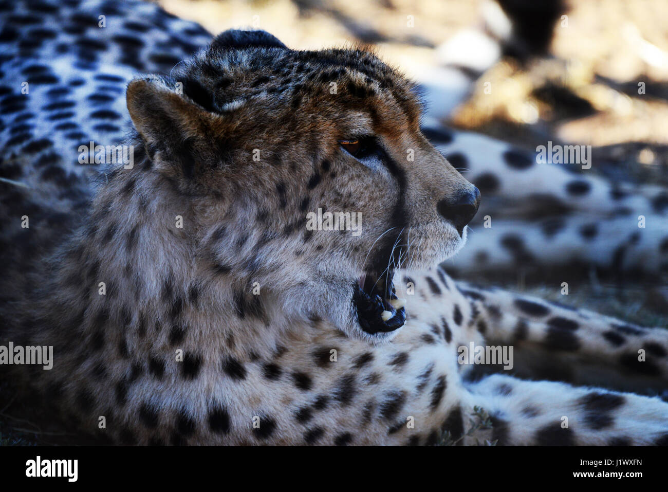 A beautiful cheetah in South Africa Stock Photo - Alamy
