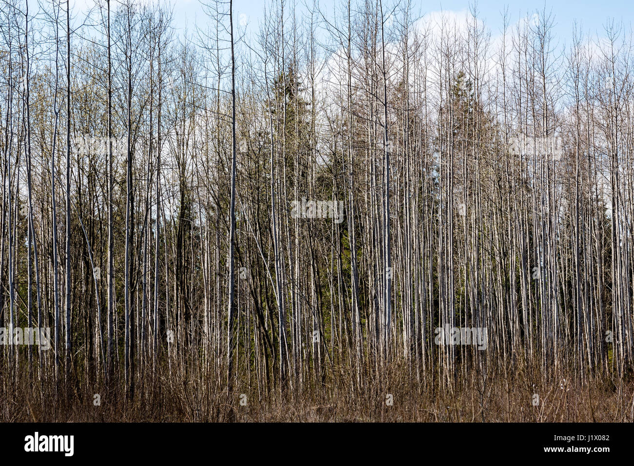 tree trunks in forest with rays of sun and sharp shadows. early spring ...