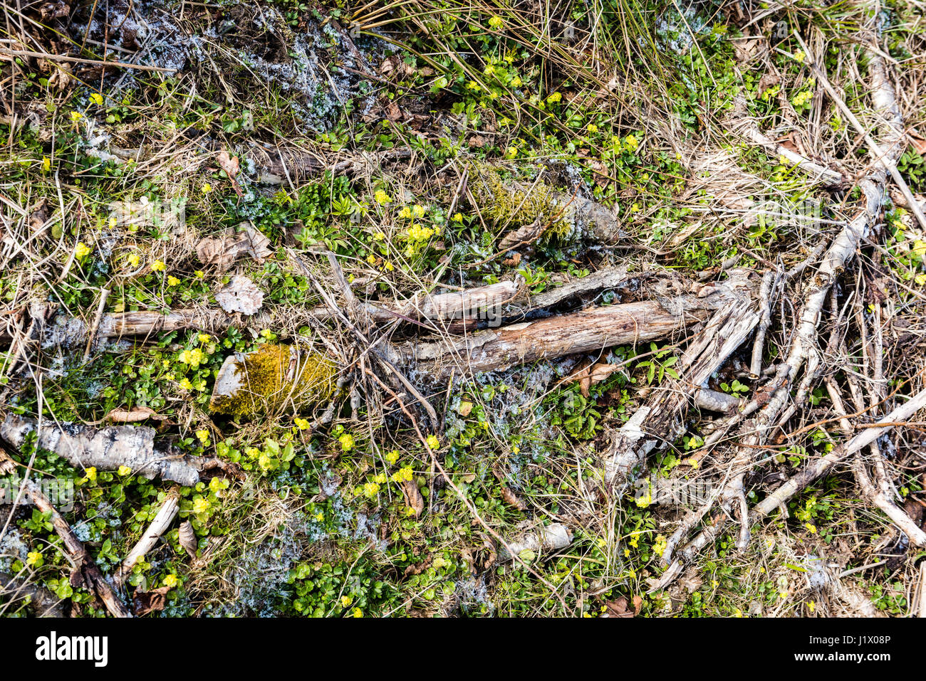 dry broken tree branches on the ground in spring forest. textured Stock ...