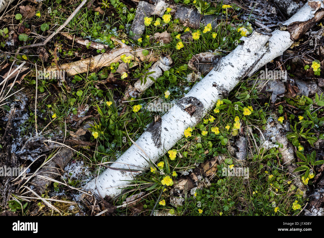 dry broken tree branches on the ground in spring forest. textured Stock ...