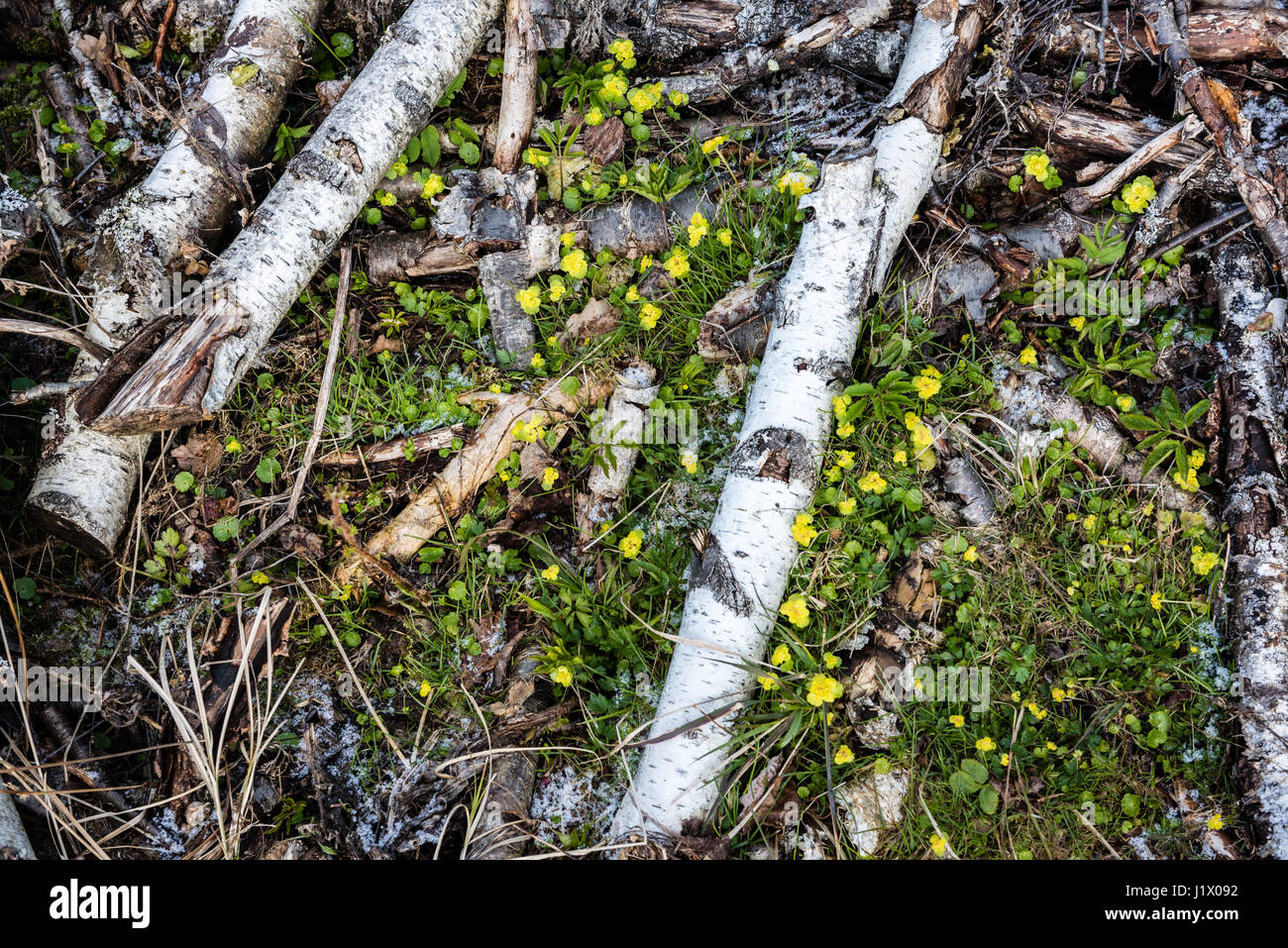 dry broken tree branches on the ground in spring forest. textured Stock ...