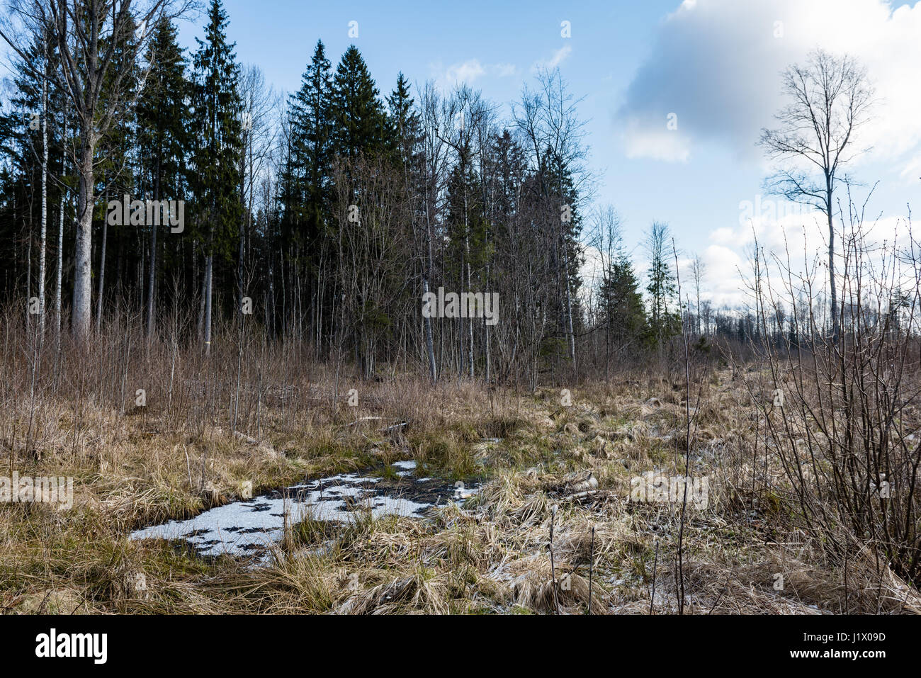 tree trunks in forest with rays of sun and sharp shadows. early spring ...