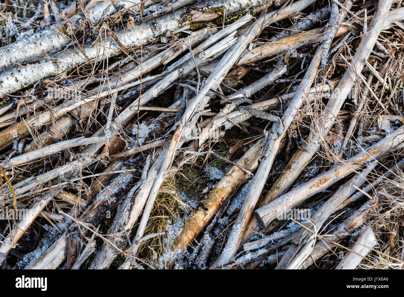 dry broken tree branches on the ground in spring forest. textured Stock ...