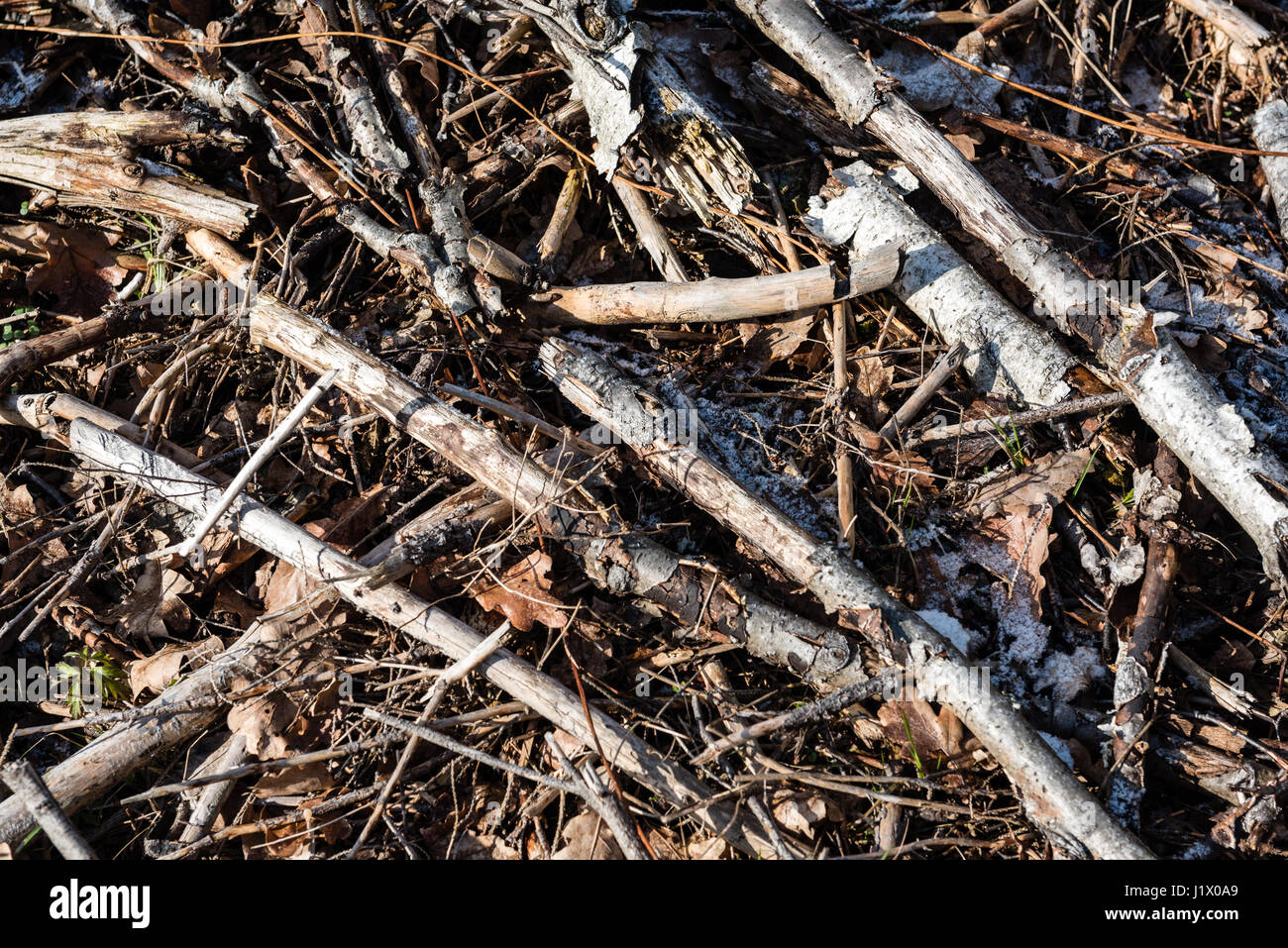 dry broken tree branches on the ground in spring forest. textured Stock ...