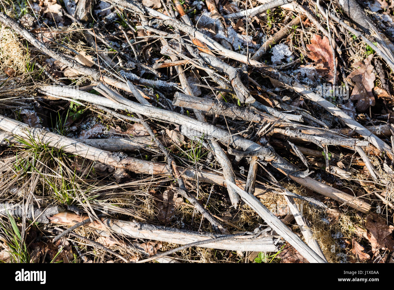 Broken Branches High Resolution Stock Photography and Images - Alamy