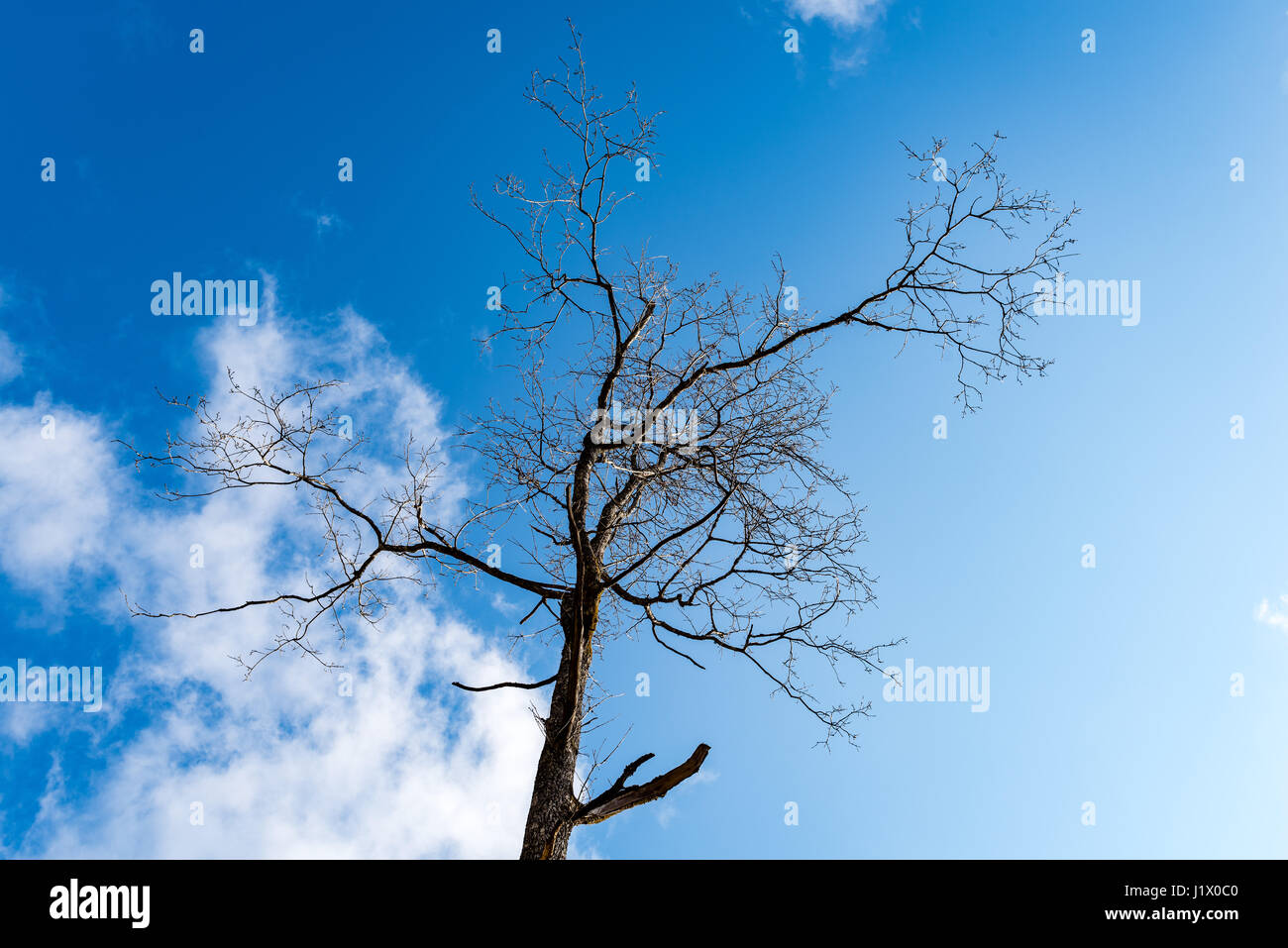forest trees against bright blue sky background with clouds Stock Photo ...