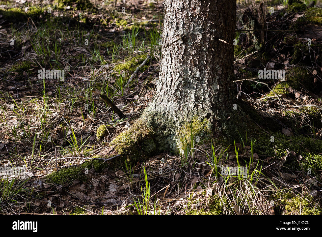 tree trunks in forest with rays of sun and sharp shadows. early spring ...