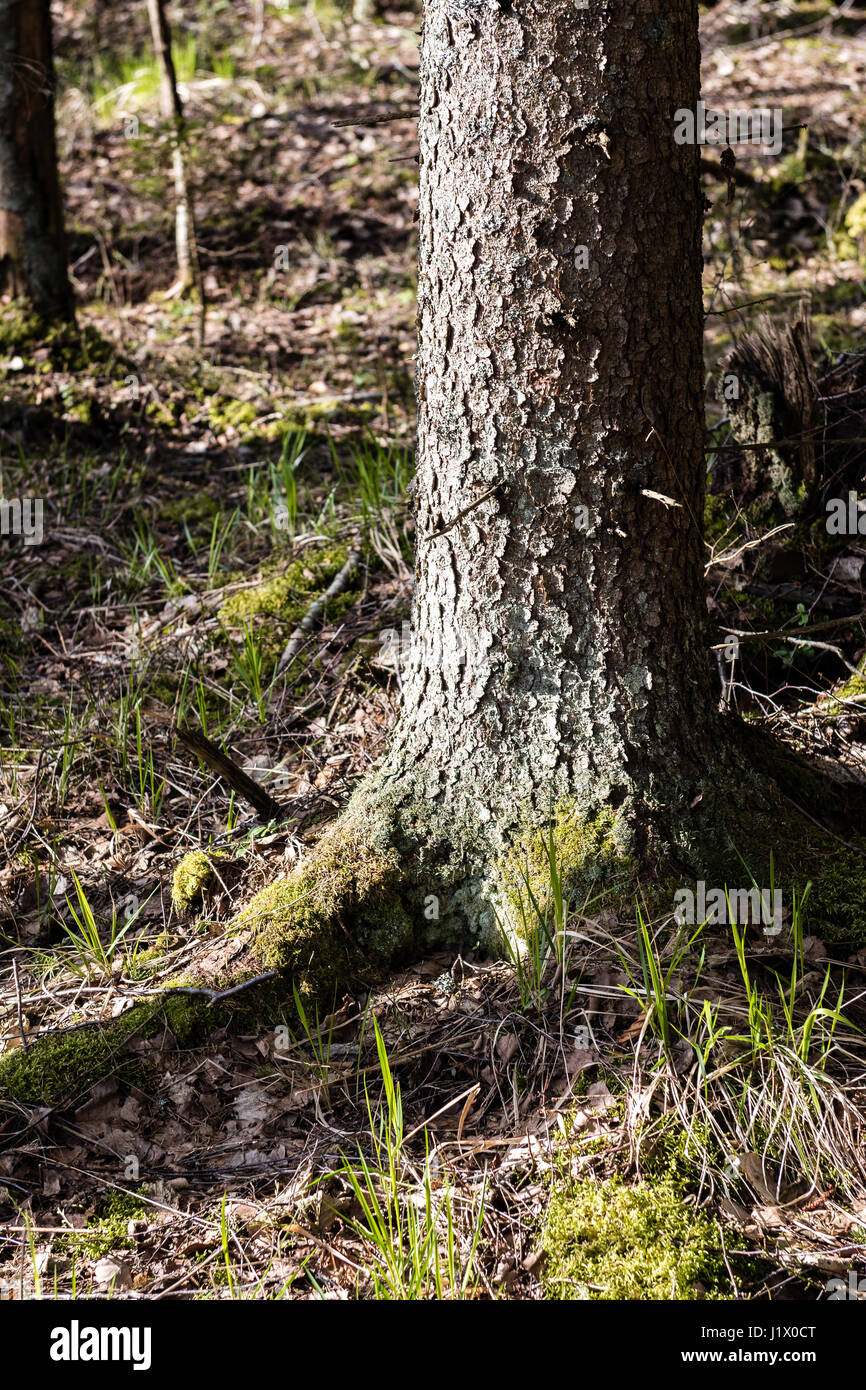 tree trunks in forest with rays of sun and sharp shadows. early spring ...