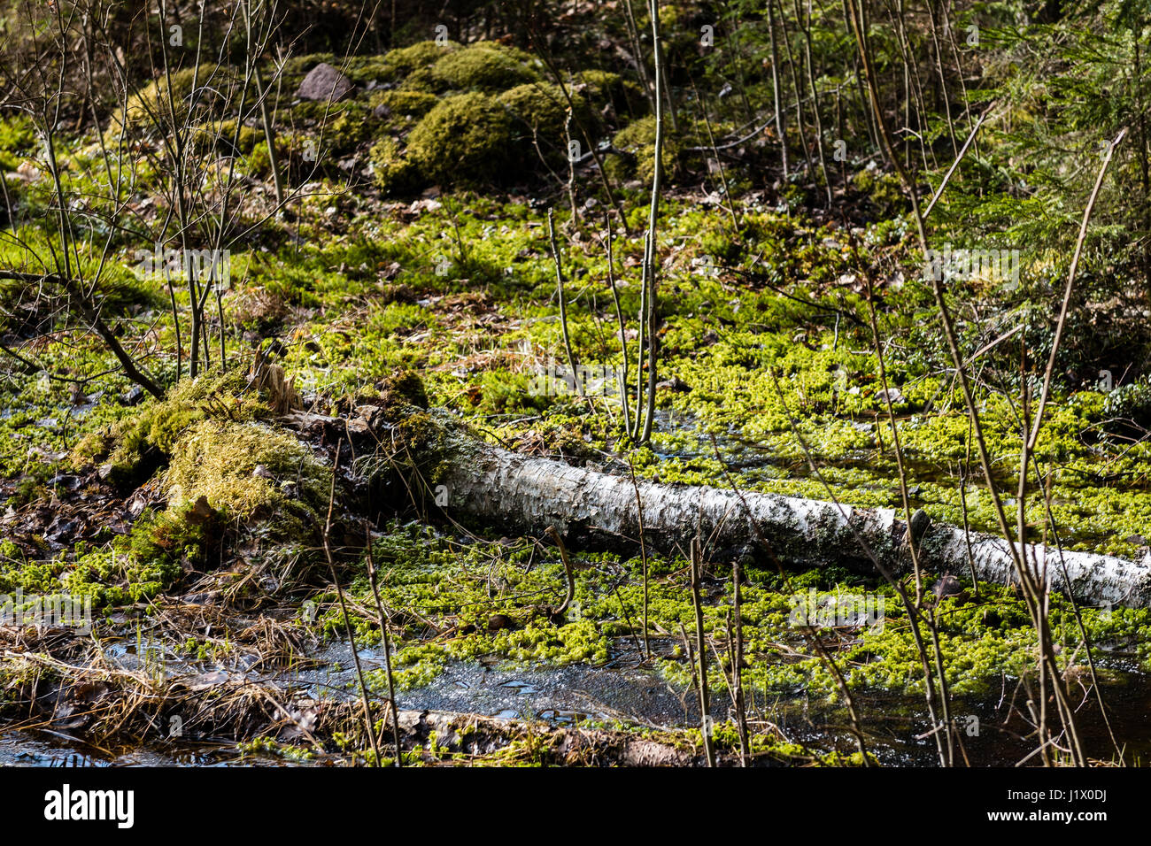 tree trunks in forest with rays of sun and sharp shadows. early spring ...