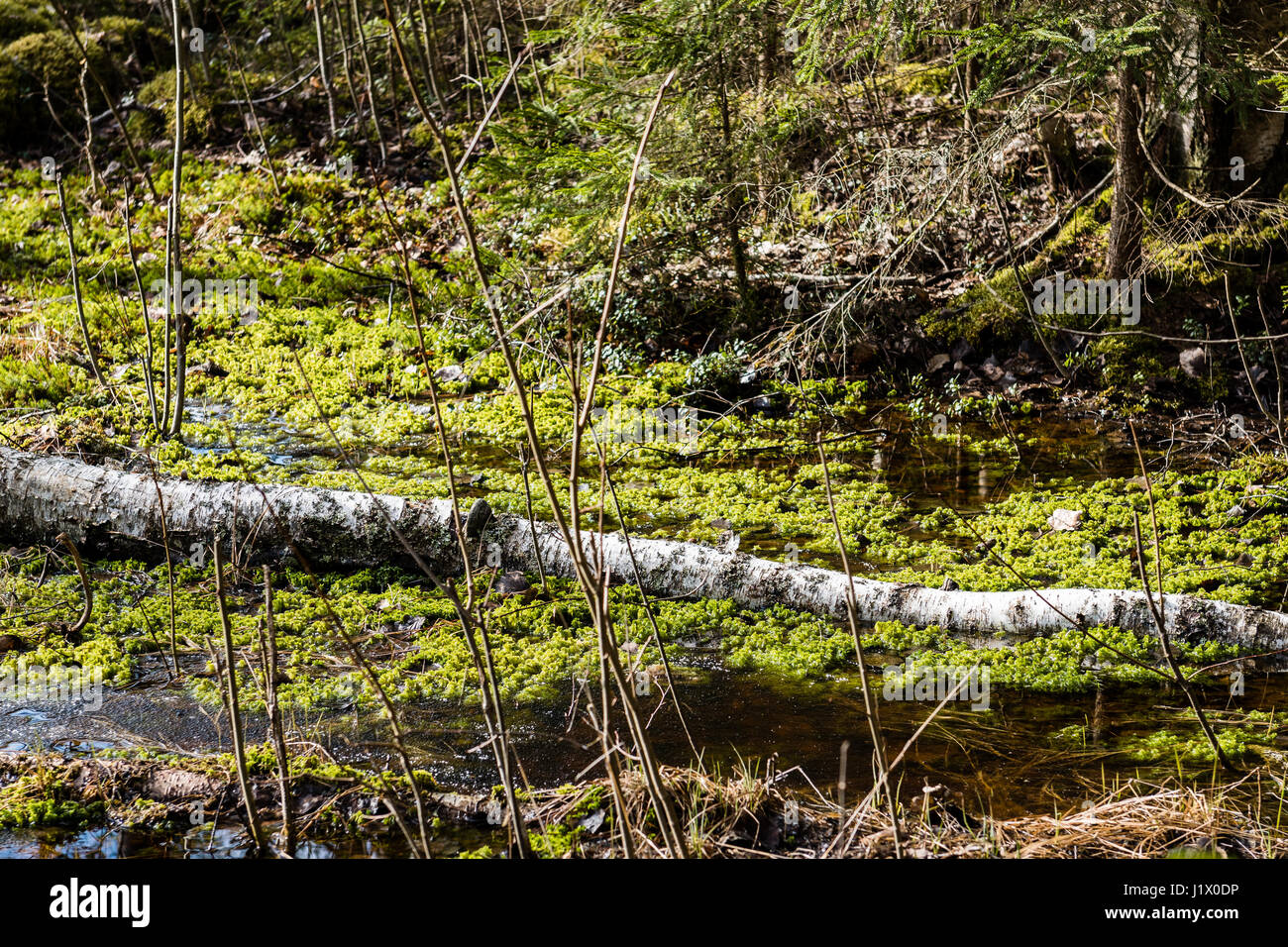 tree trunks in forest with rays of sun and sharp shadows. early spring ...