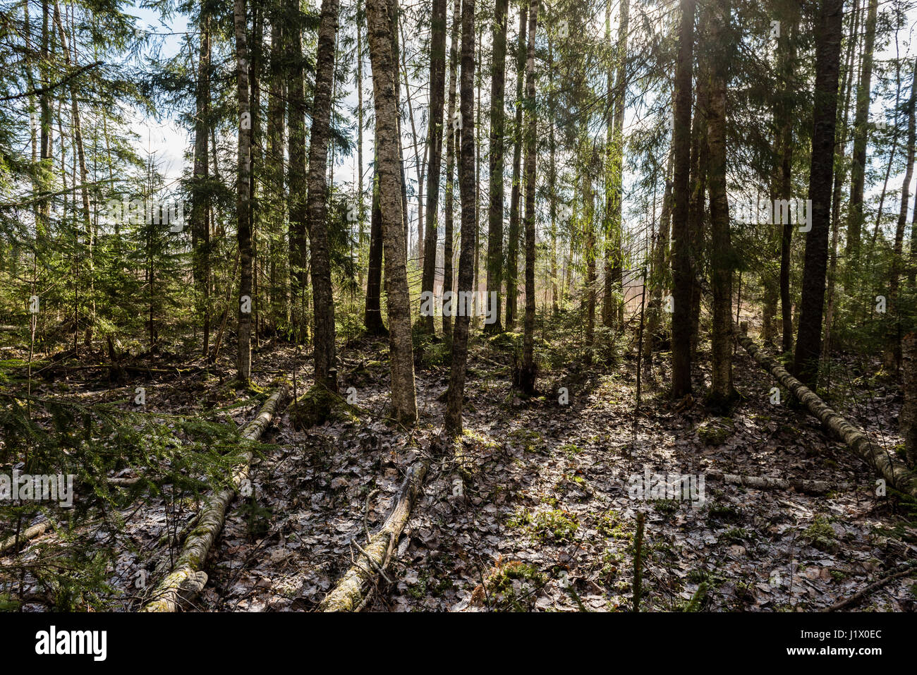 tree trunks in forest with rays of sun and sharp shadows. early spring ...