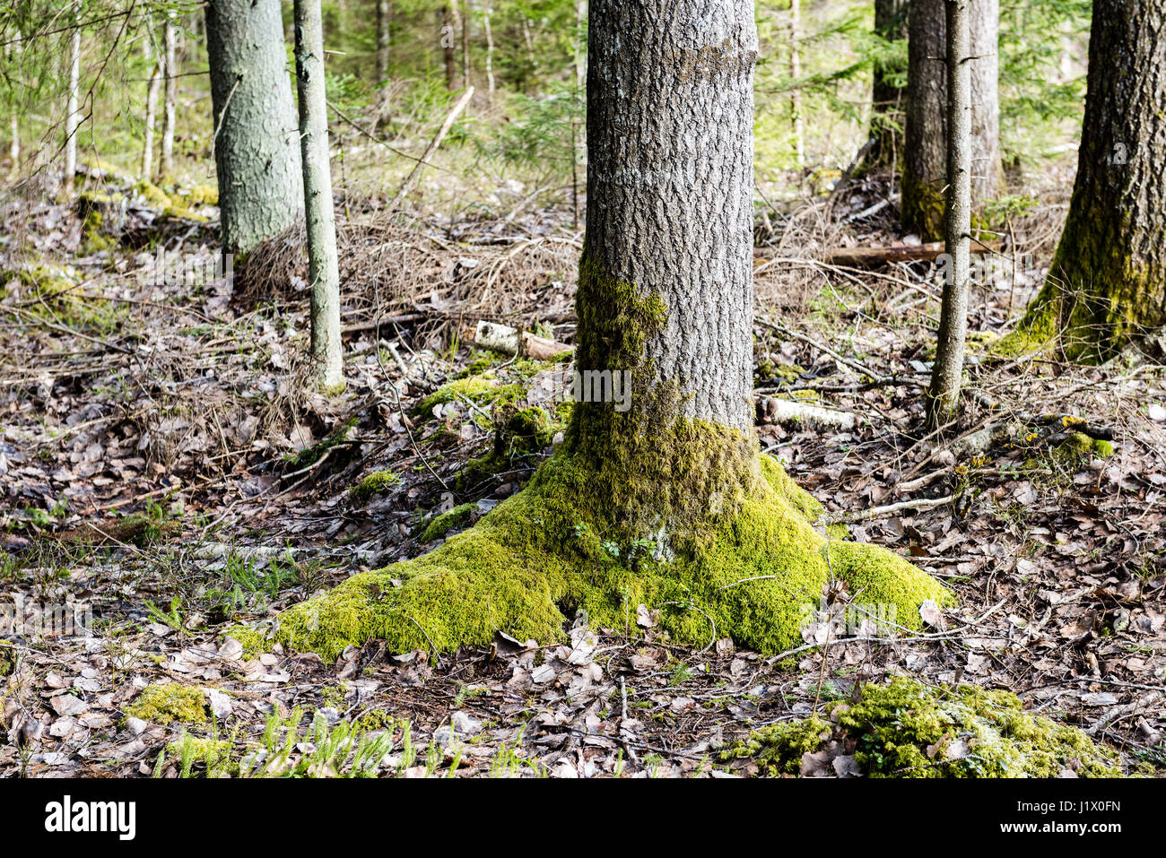 tree trunks in forest with rays of sun and sharp shadows. early spring ...