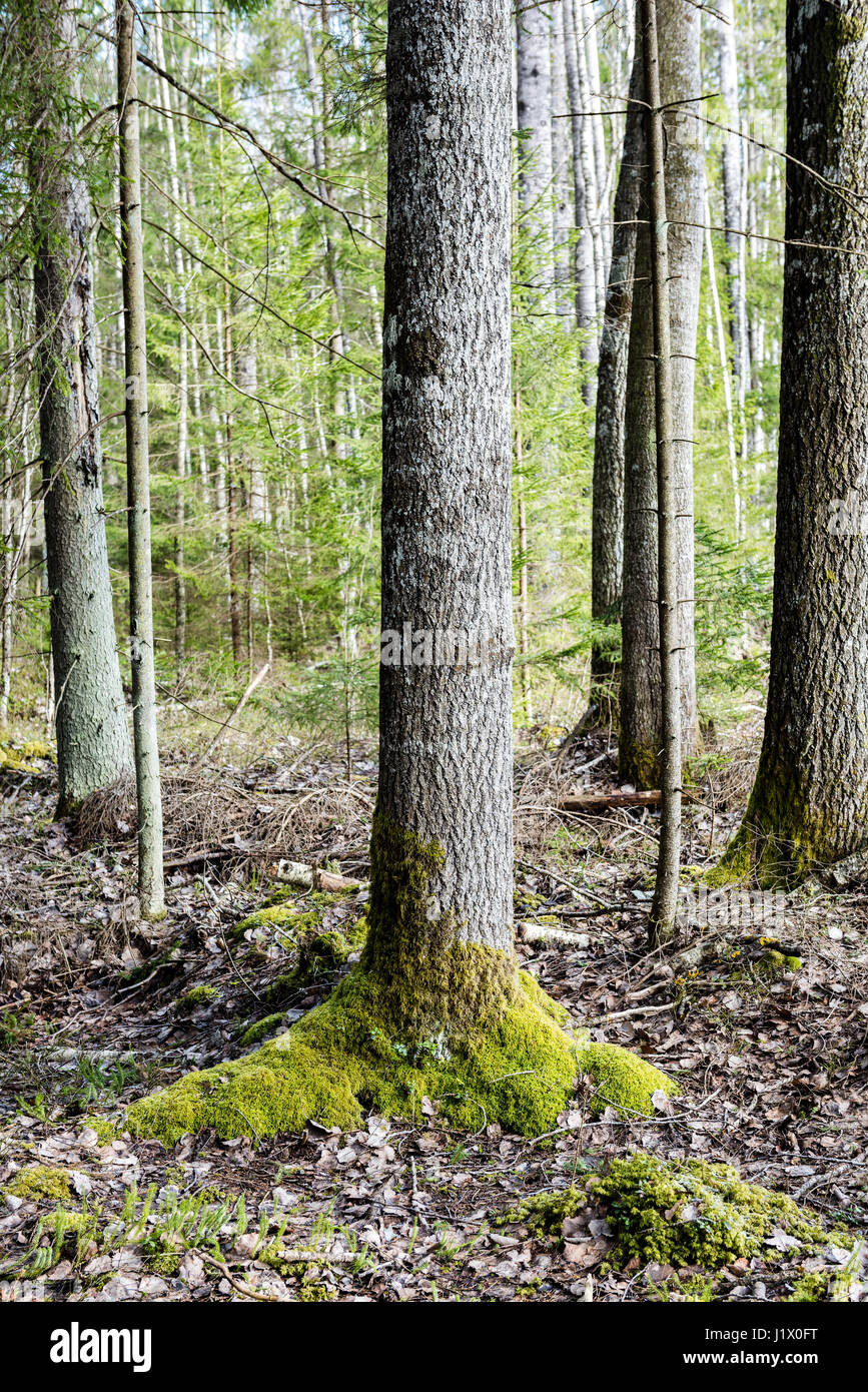 tree trunks in forest with rays of sun and sharp shadows. early spring ...