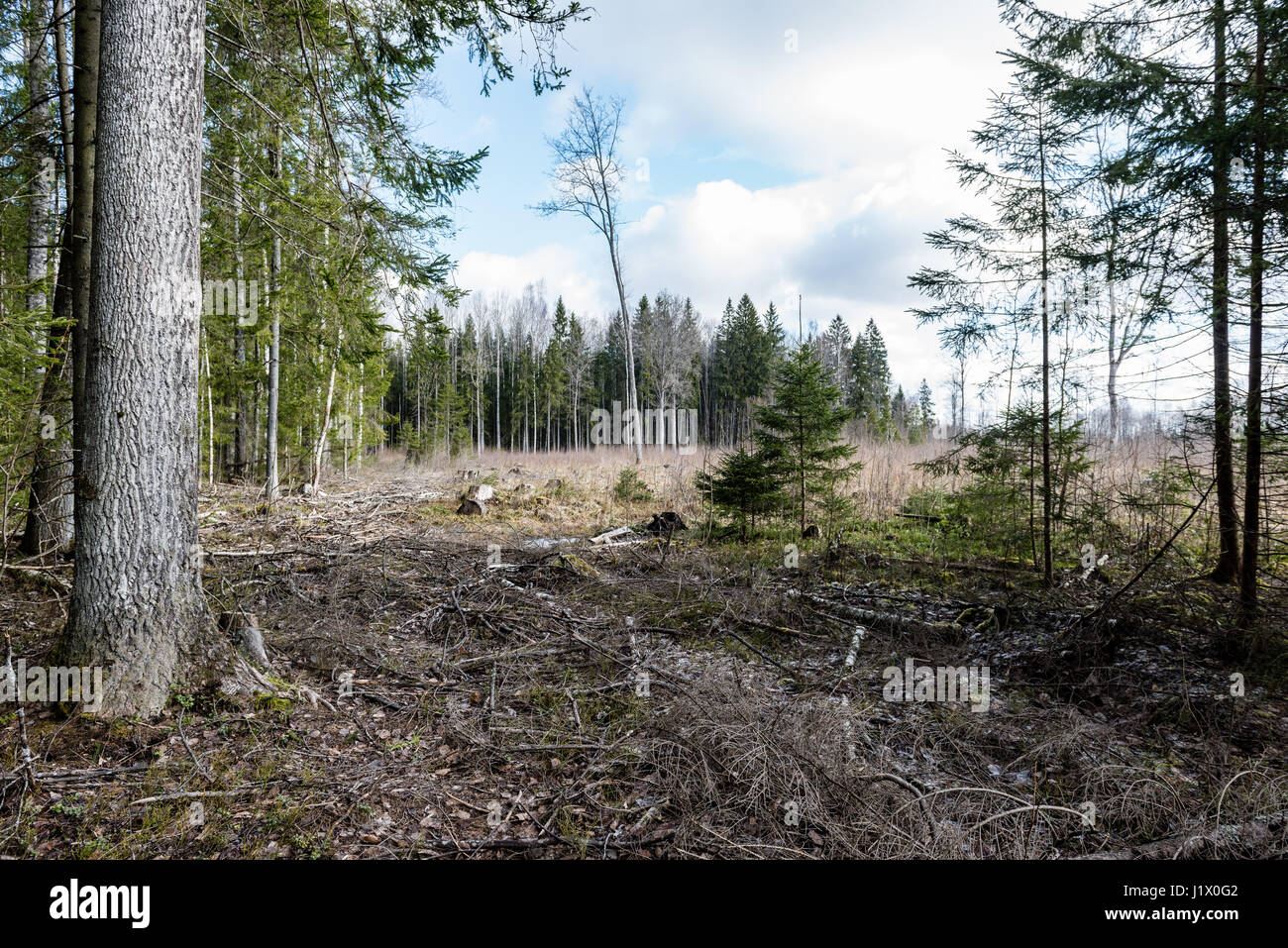 tree trunks in forest with rays of sun and sharp shadows. early spring ...