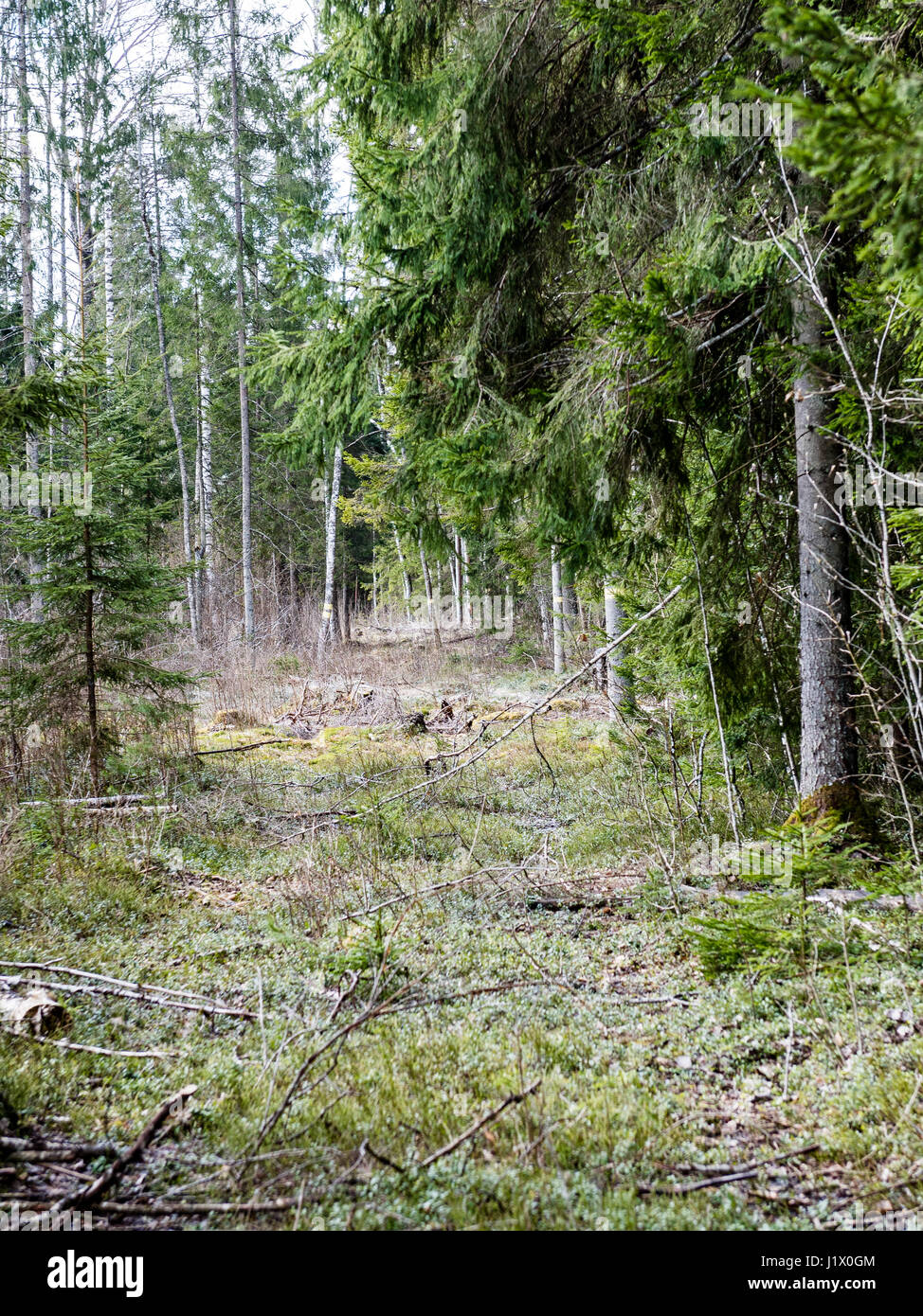 tree trunks in forest with rays of sun and sharp shadows. early spring ...
