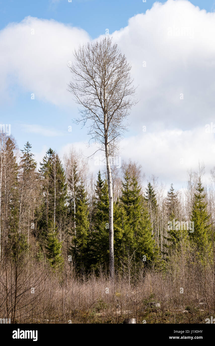 forest trees against bright blue sky background with clouds Stock Photo ...