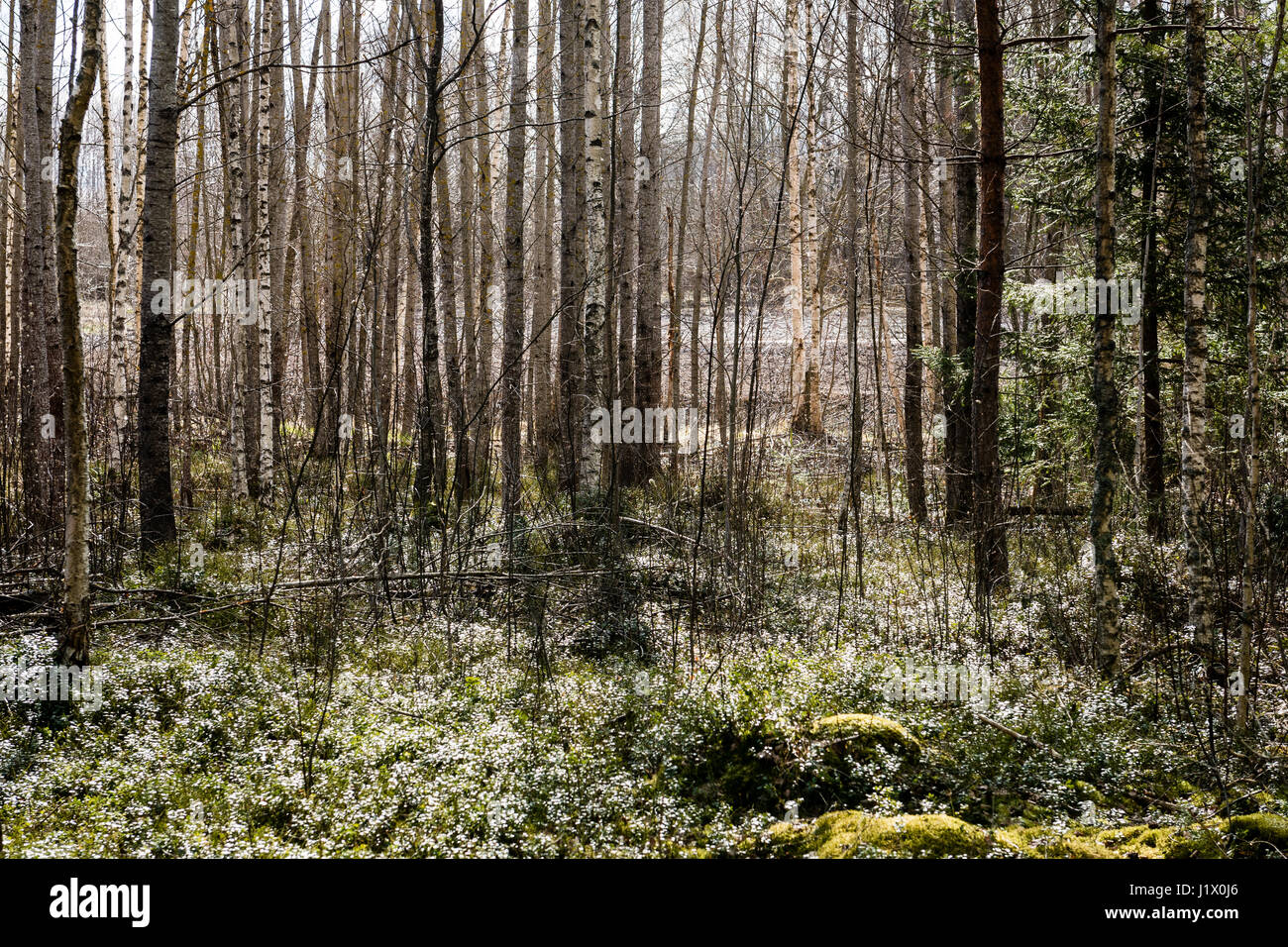 tree trunks in forest with rays of sun and sharp shadows. early spring ...