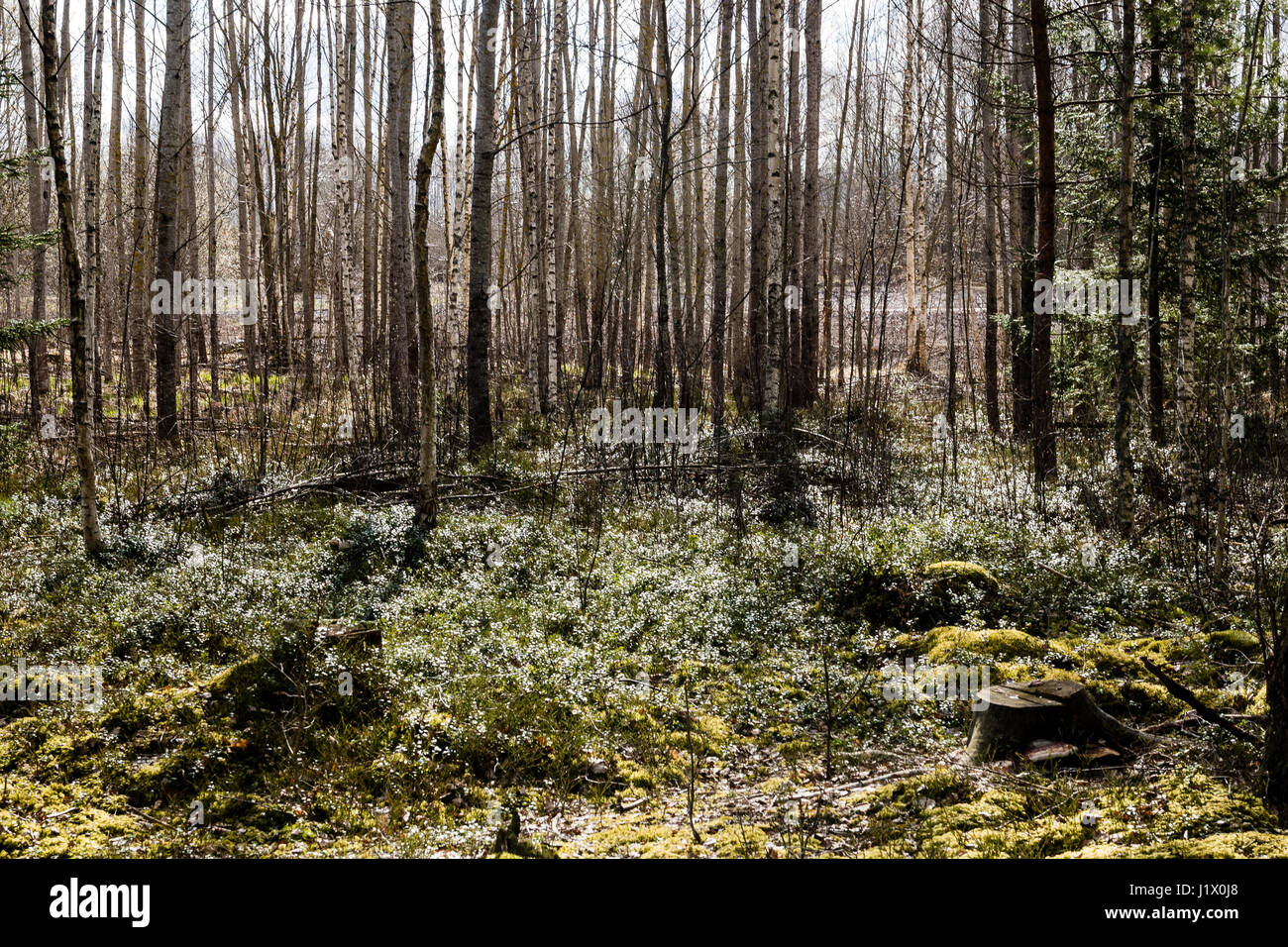 tree trunks in forest with rays of sun and sharp shadows. early spring ...