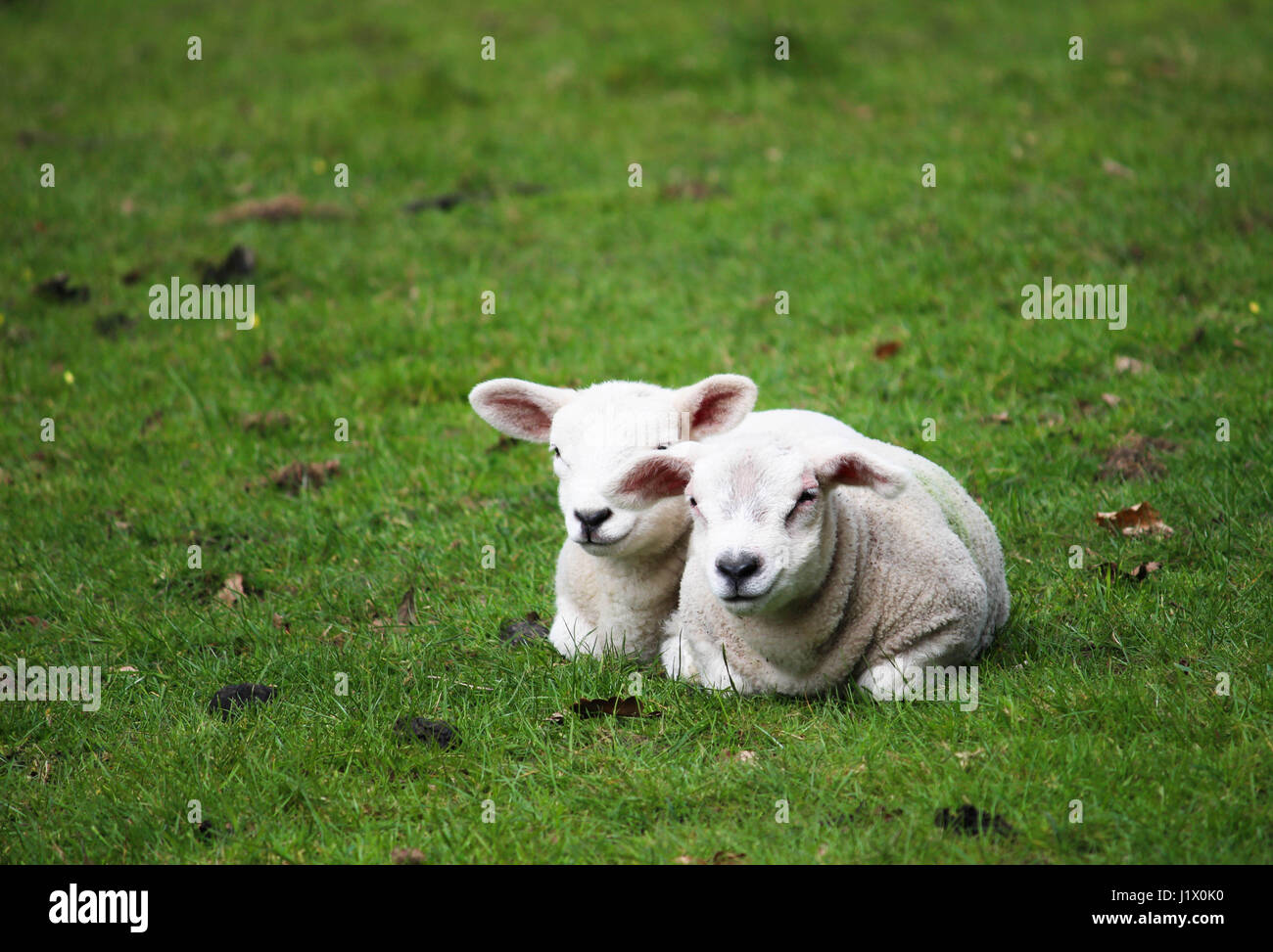 Ewe lying in field two hi-res stock photography and images - Alamy