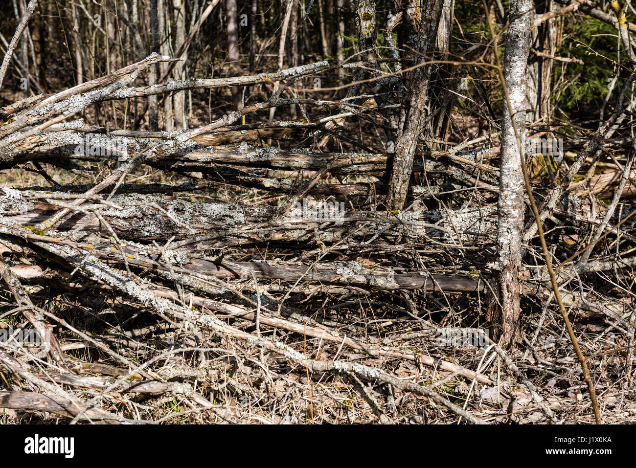 dry broken tree branches on the ground in spring forest. textured Stock ...