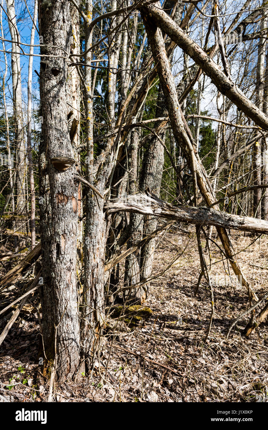 dry broken tree branches on the ground in spring forest. textured Stock ...