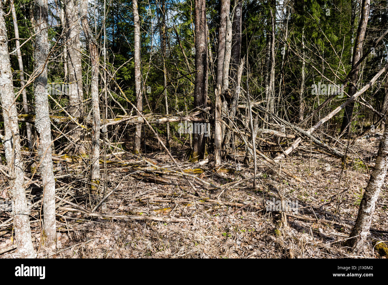 dry broken tree branches on the ground in spring forest. textured Stock ...