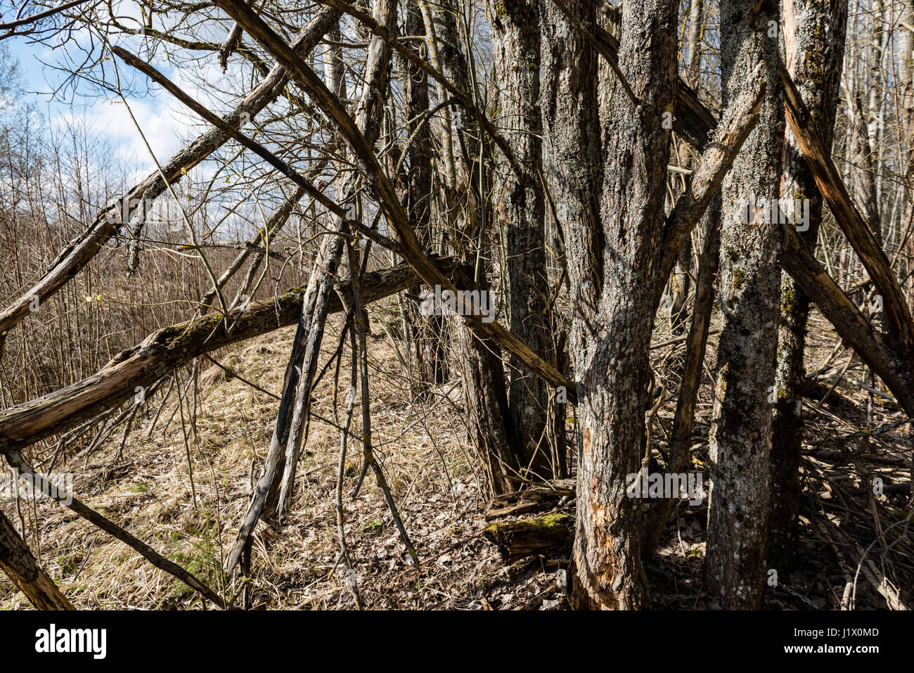 dry broken tree branches on the ground in spring forest. textured Stock ...