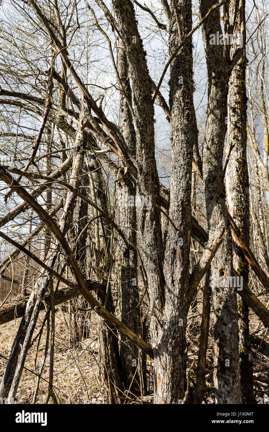 dry broken tree branches on the ground in spring forest. textured Stock ...