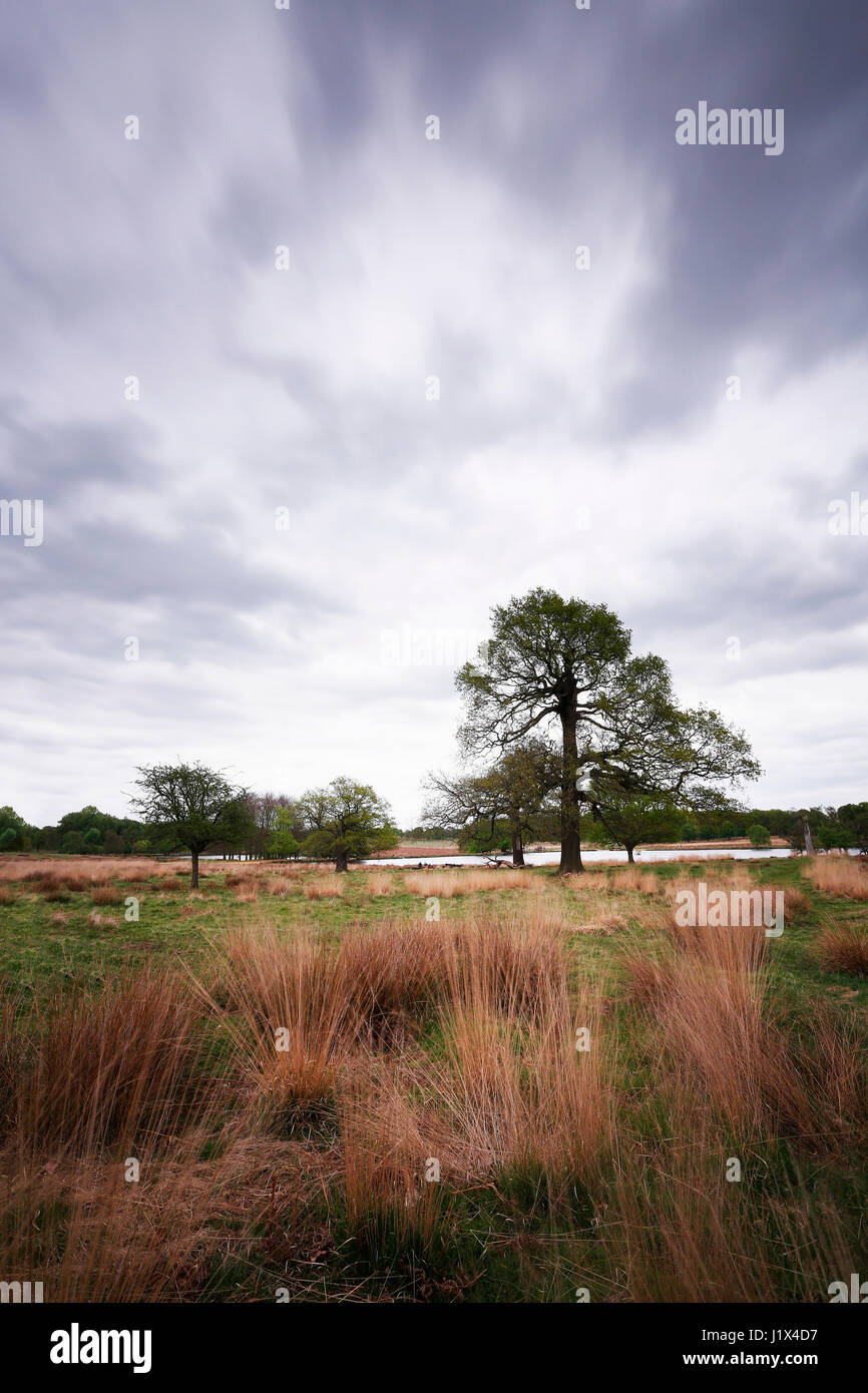 Landscape of Richmond Park, it is the largest park of the royal parks ...