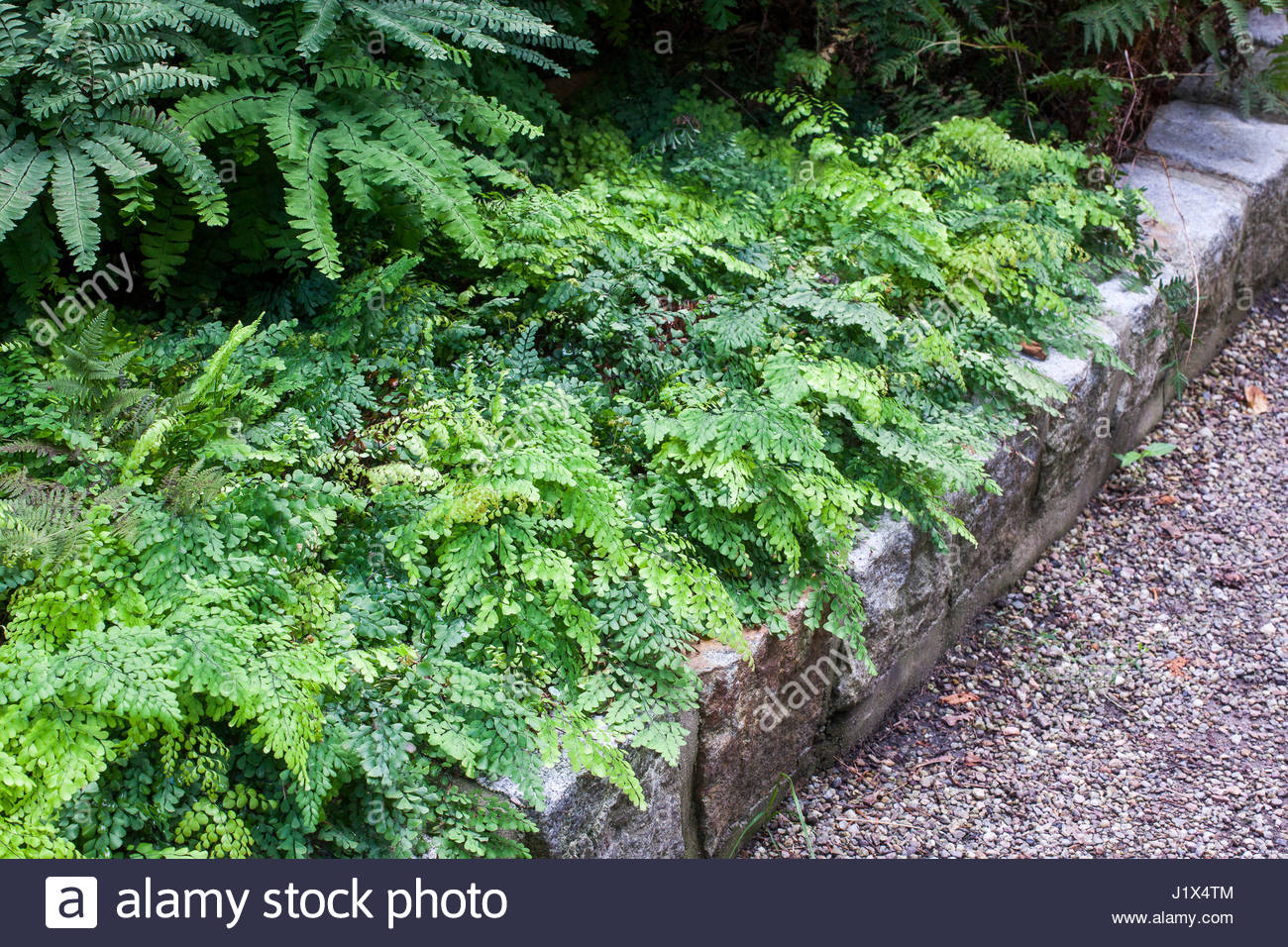 Adiantum Venustum Stock Photos & Adiantum Venustum Stock Images - Alamy