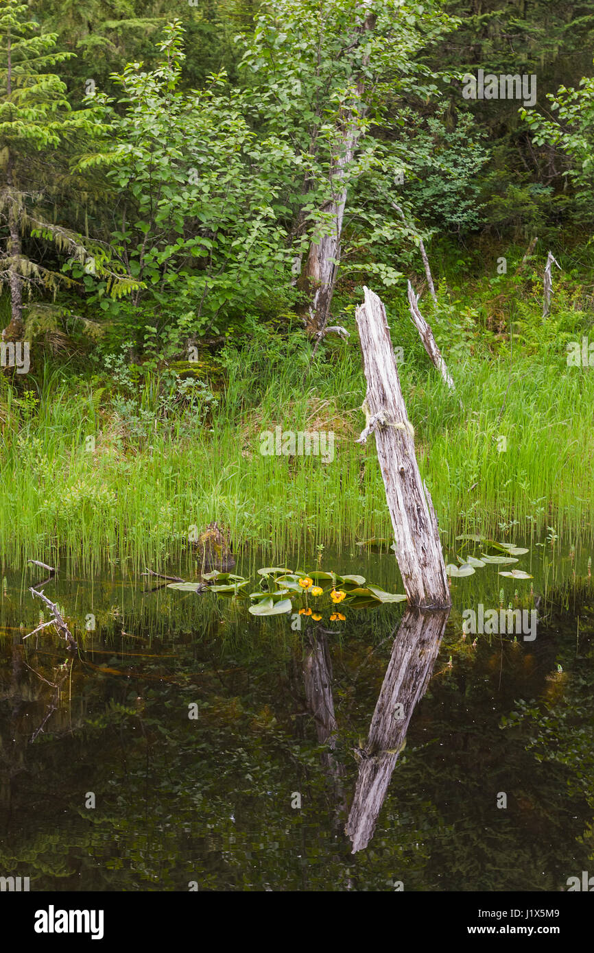 Tree Stump In Pond, Copper River Highway, Copper River Delta, AK, USA ...