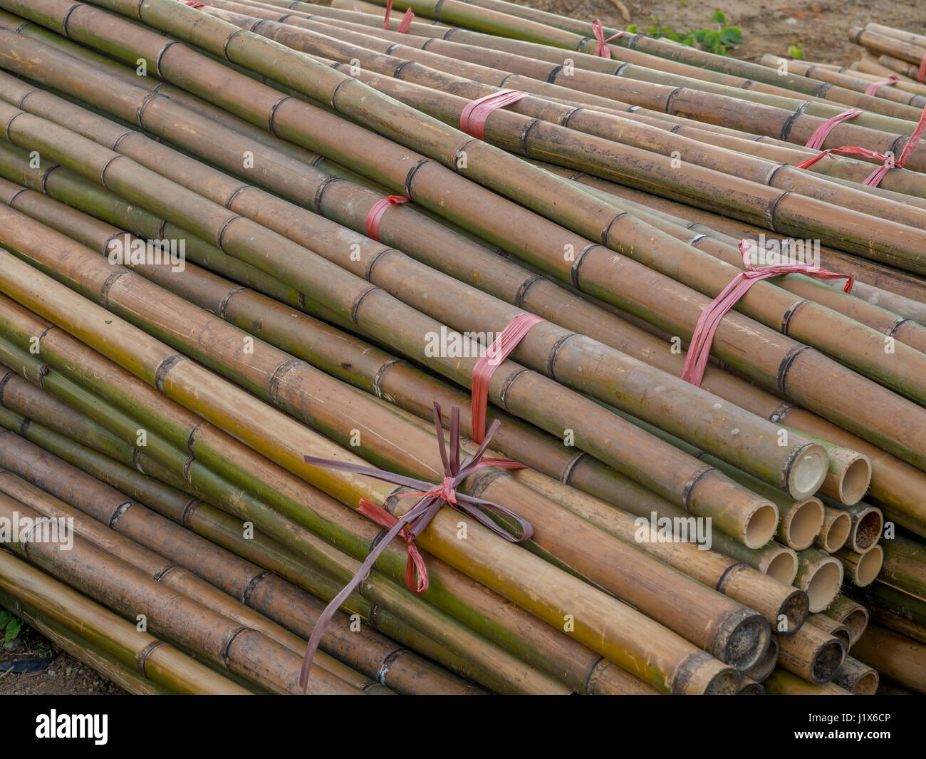 The stems of bamboo trees tied in bundles Stock Photo - Alamy