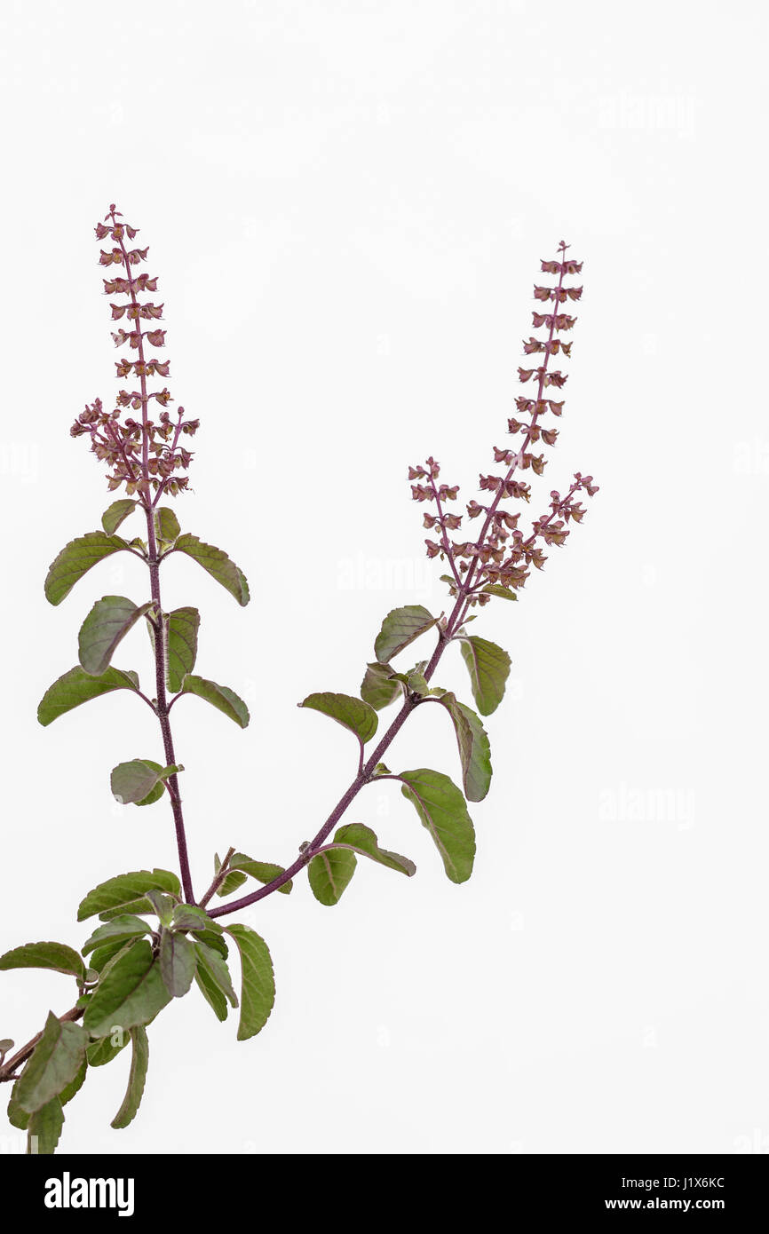 Tulsi inflorescence hi-res stock photography and images - Alamy