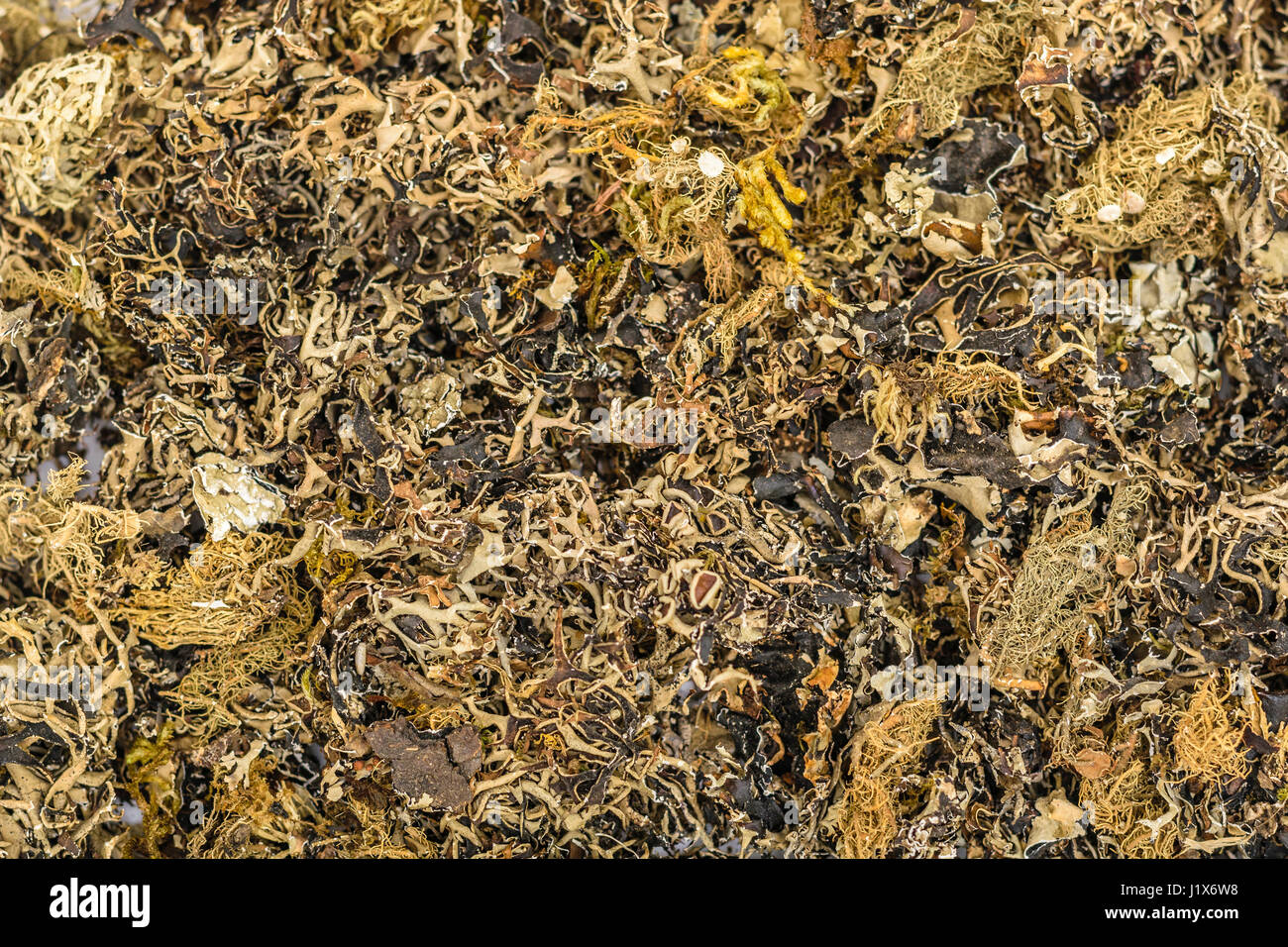 Dagar phool hi-res stock photography and images - Alamy