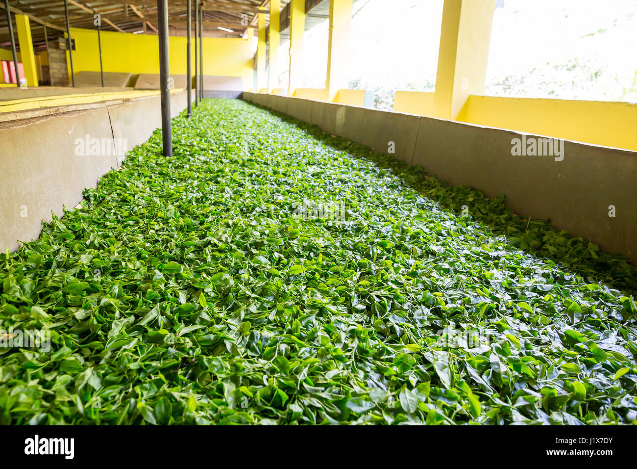 Ceylon tea leaves drying process. Sri Lanka factory Stock Photo - Alamy