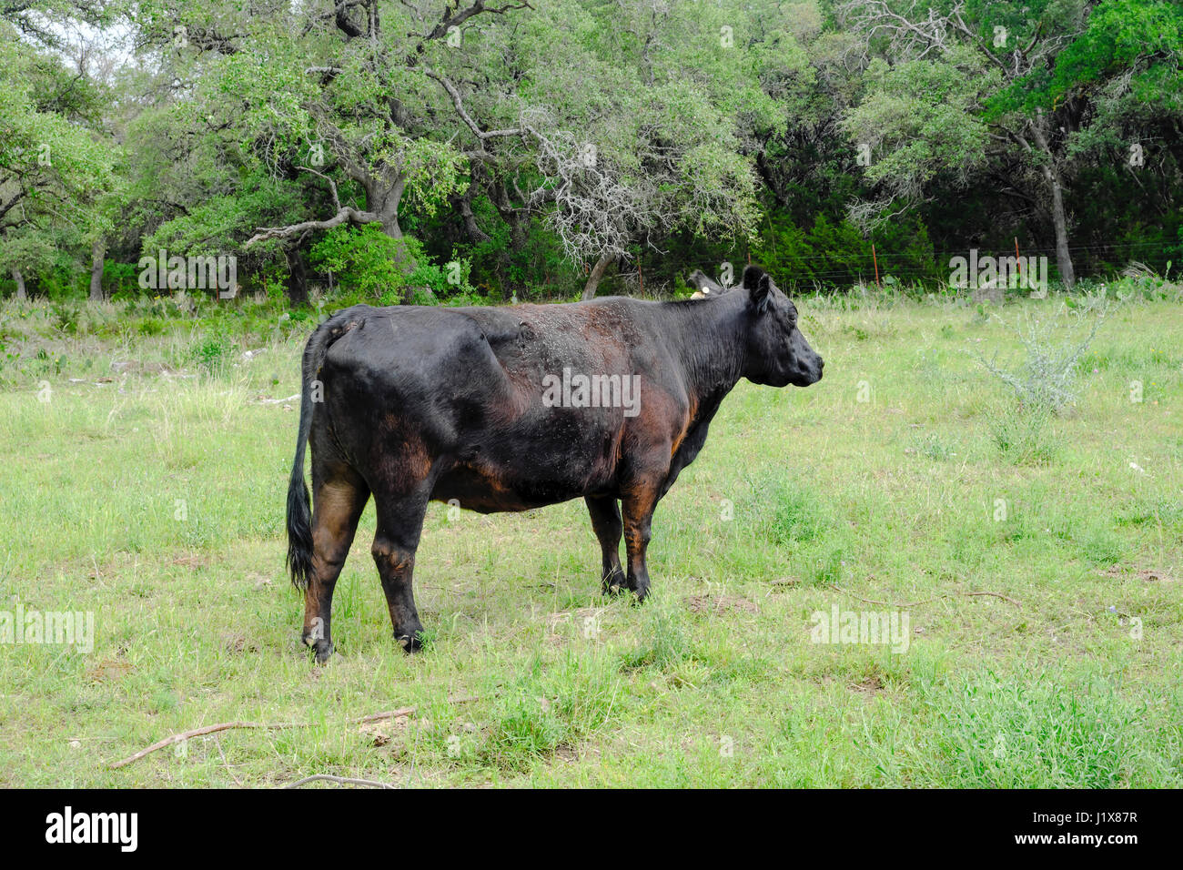 Black steer cow cattle hi-res stock photography and images - Alamy