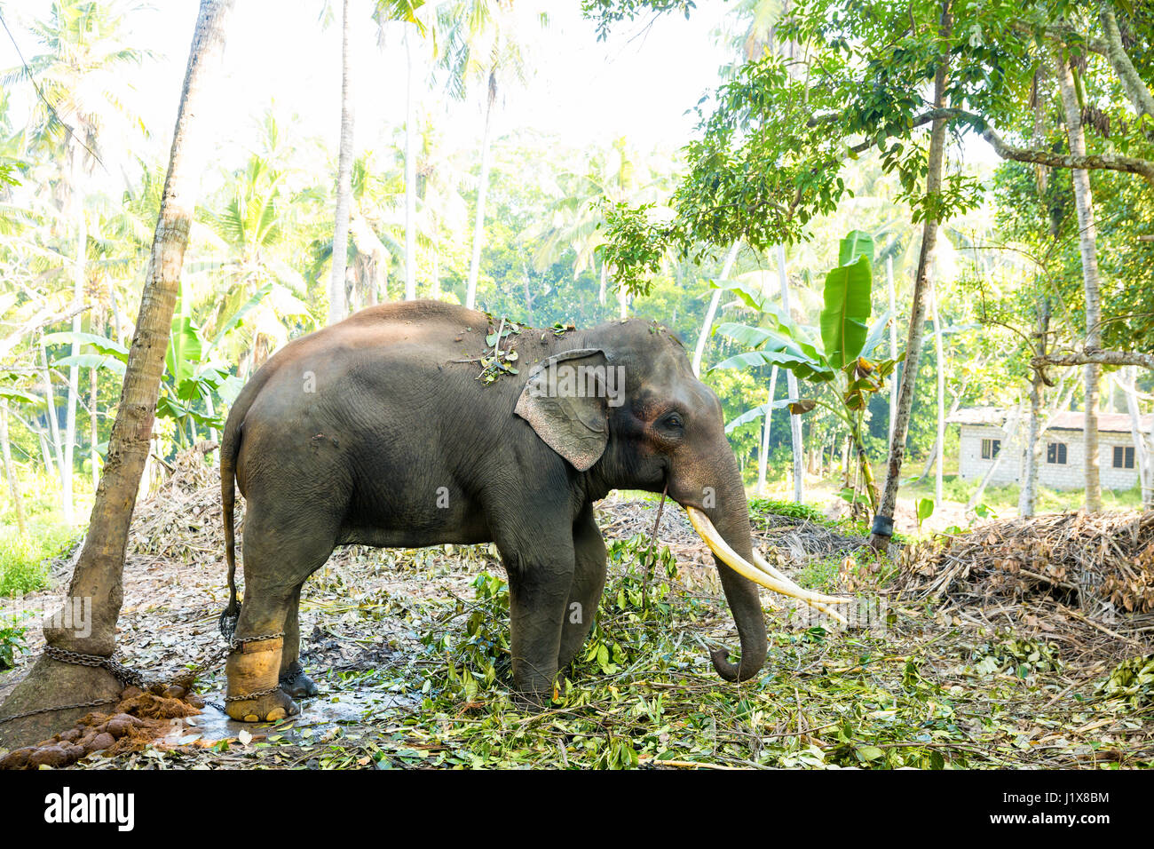 Ceylon wild elephant in tropical jungle. Sri Lanka wildlife Stock Photo ...