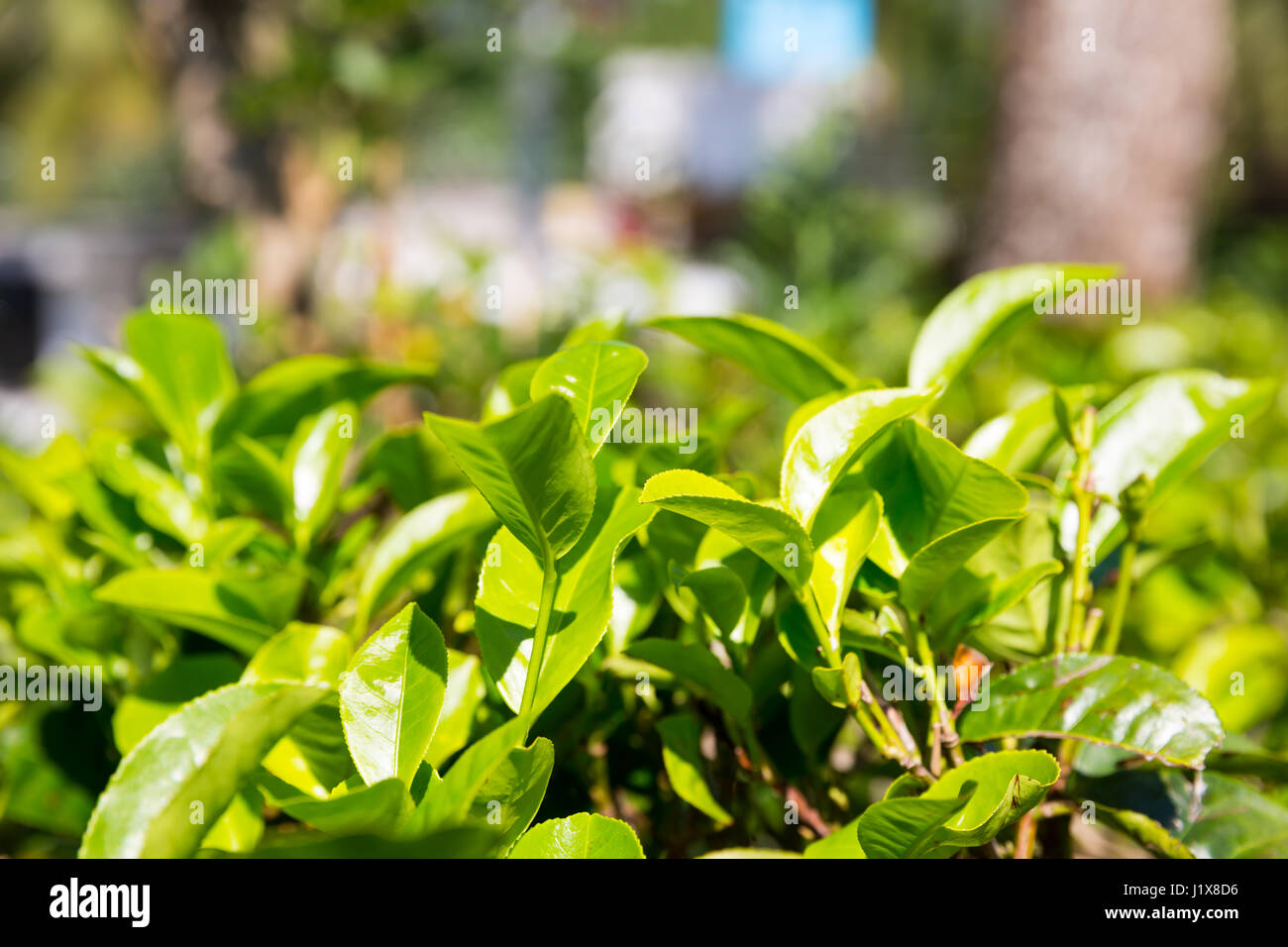 Ceylon tea bushes, green plantations of Sri Lanka. Harvest fields Stock ...