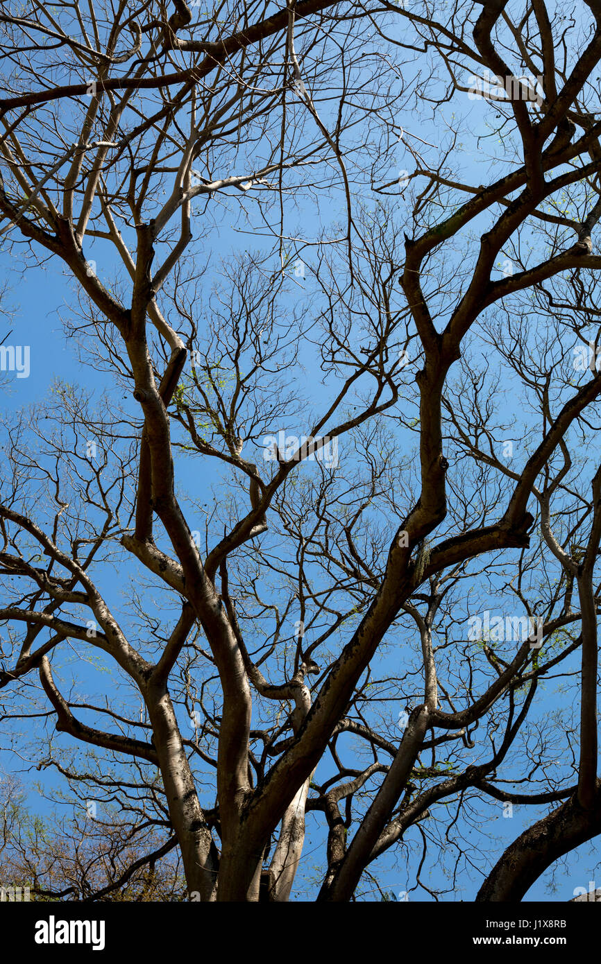 Dry tree, bottom view, Sri Lanka. Ceylon nature landscape Stock Photo ...