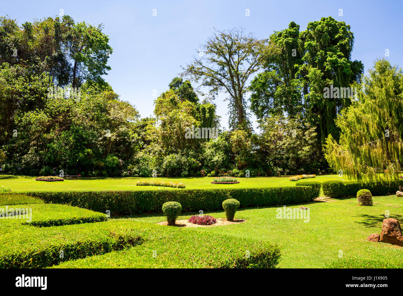 Green grass in tropical park on Sri Lanka. Ceylon nature Stock Photo ...