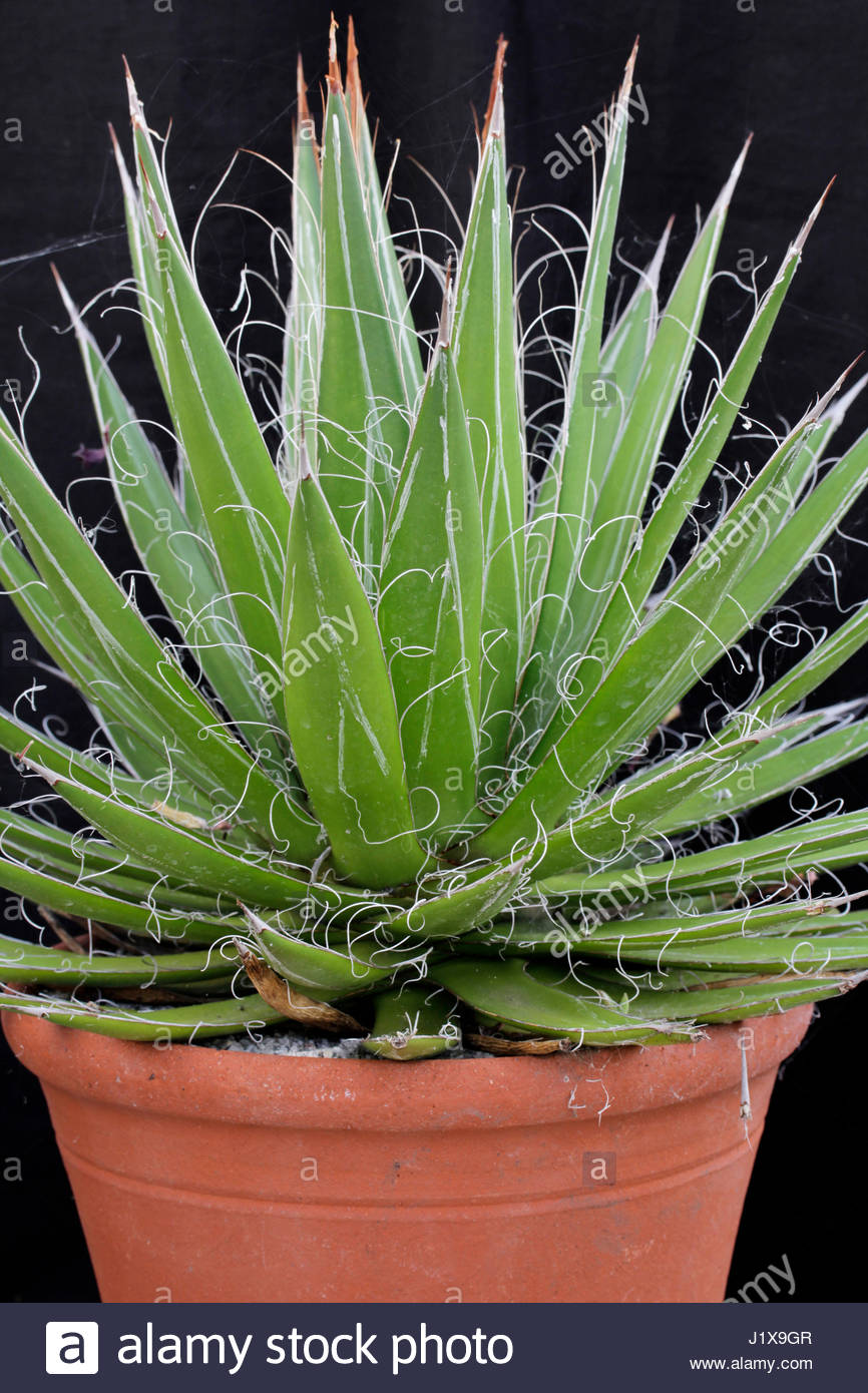 Agave Filifera Stock Photos & Agave Filifera Stock Images - Alamy