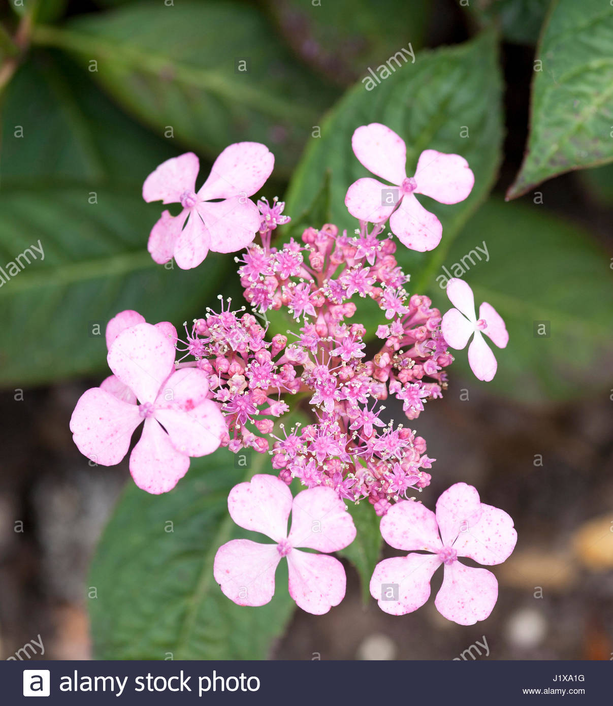 Hydrangea Serrata Bluebird Stock Photos & Hydrangea Serrata Bluebird ...