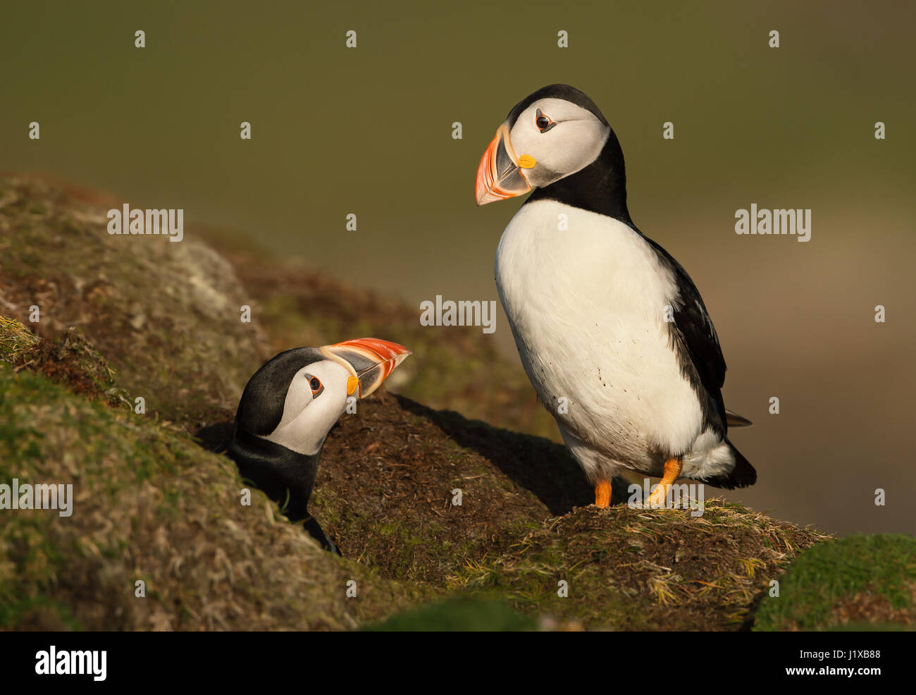 Atlantic puffin nest burrow hi-res stock photography and images - Alamy