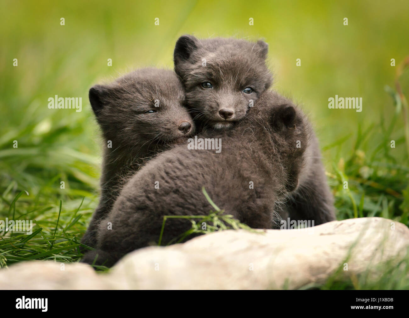 Arctic fox cubs playing Stock Photo - Alamy