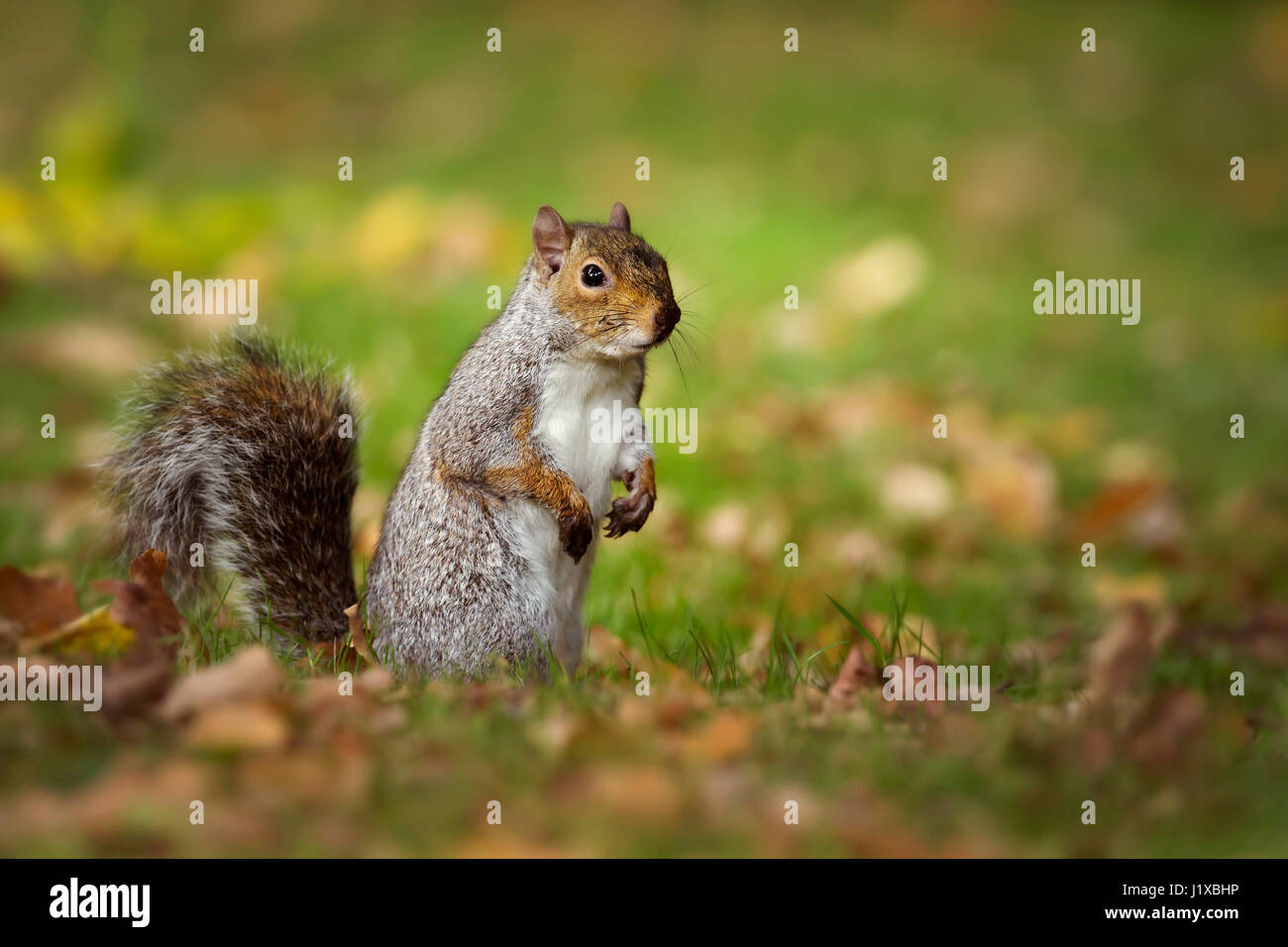 Creature with a bushy tail hi-res stock photography and images - Alamy