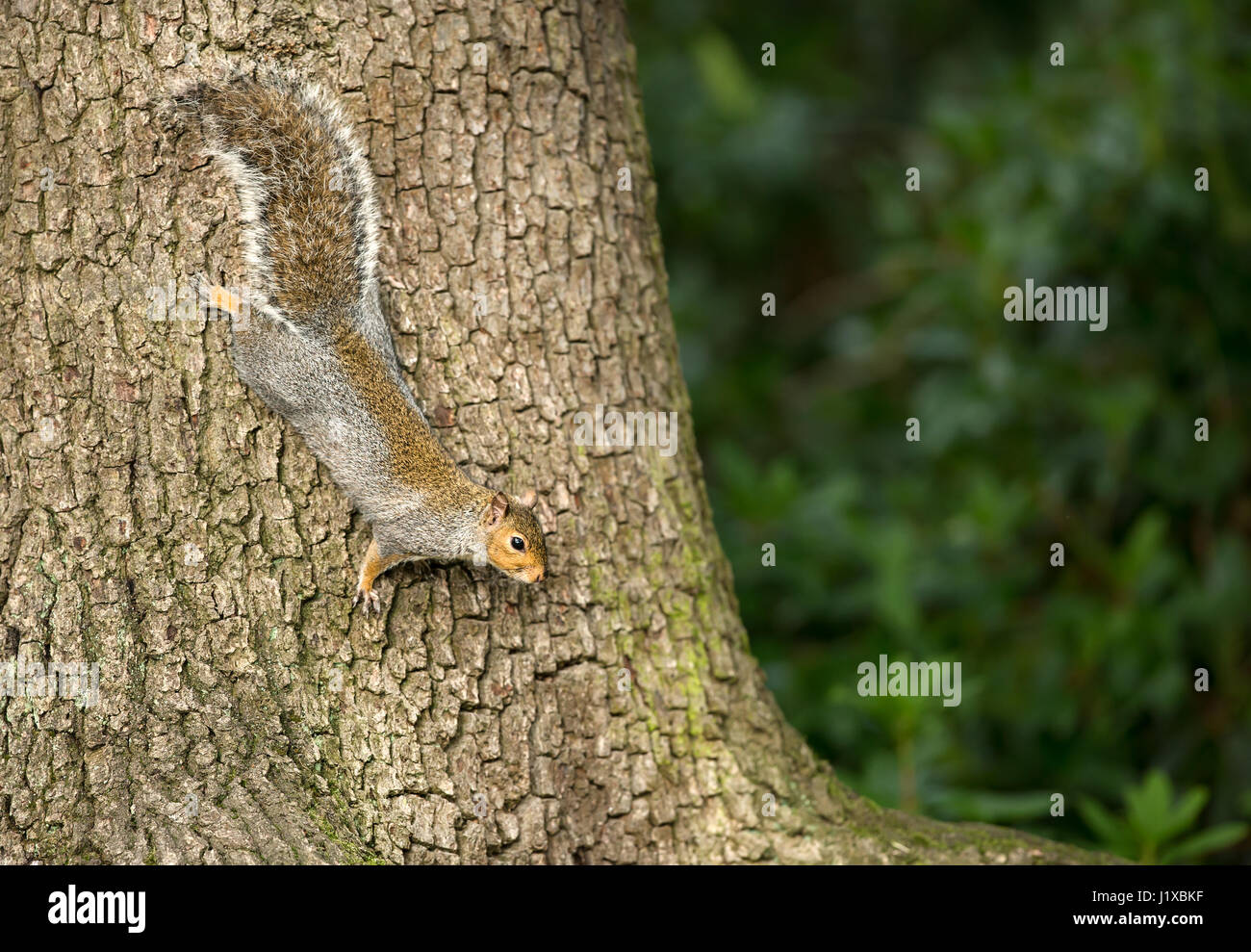 Grey Squirrel Tree High Resolution Stock Photography and Images - Alamy