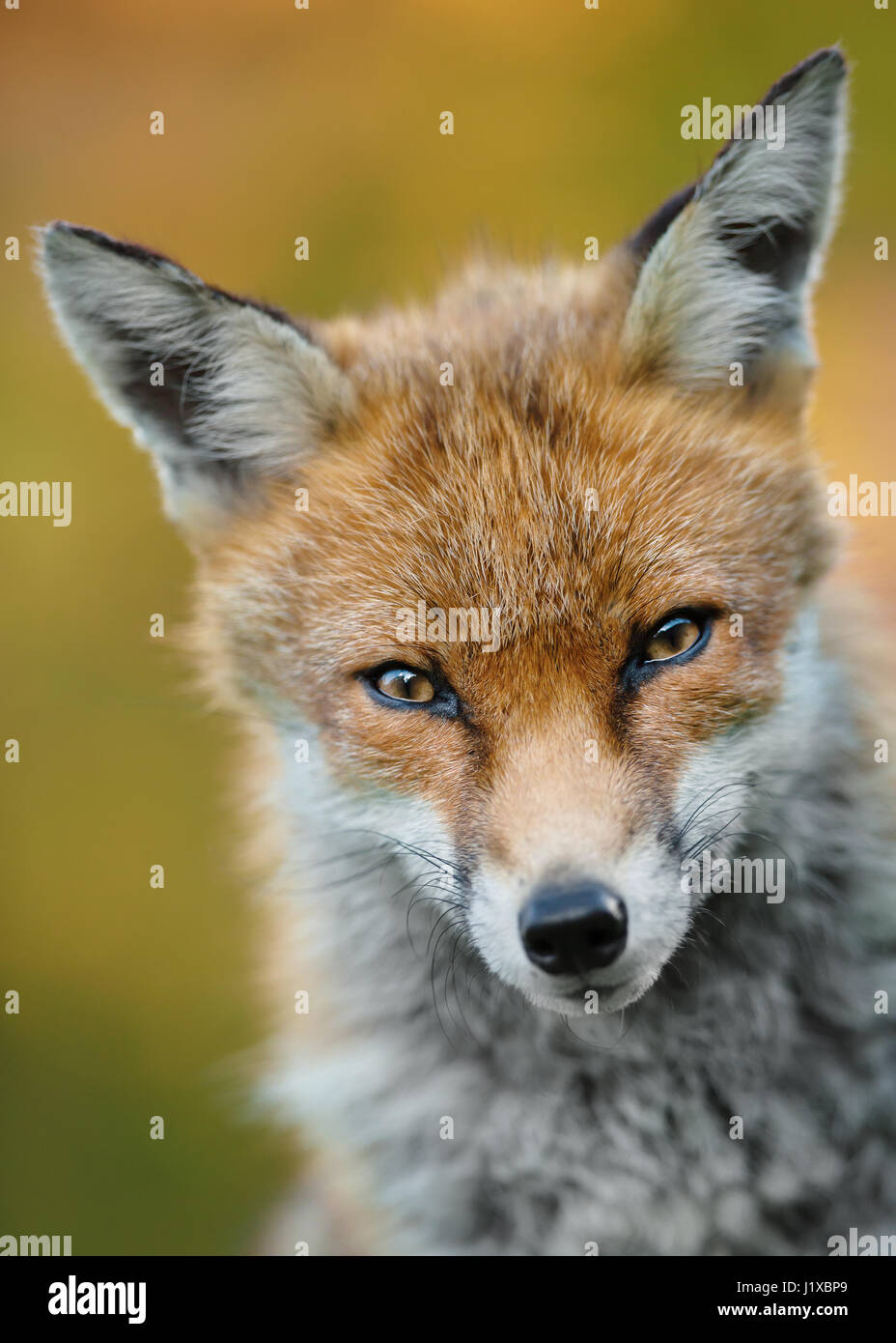 Portrait of red fox Stock Photo - Alamy